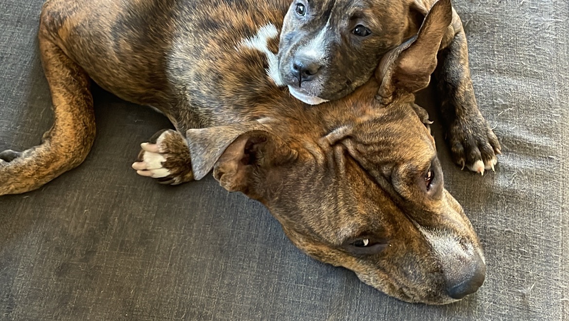 Fundraiser by Brandon Risley : Support Zyna's Fight for Life