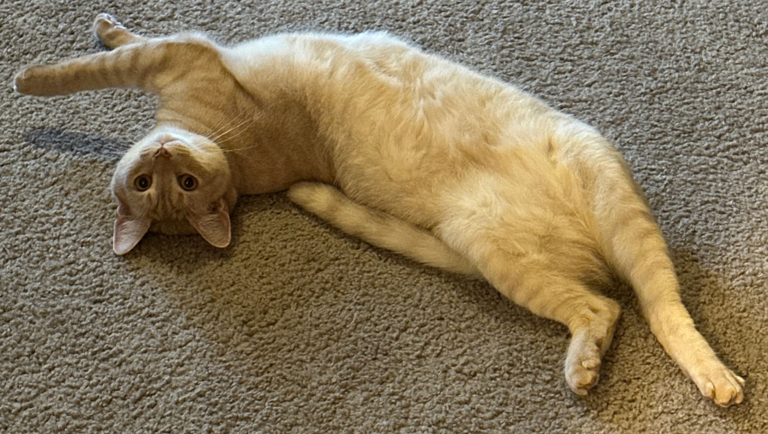 Fundraiser by Alexandra Sekaz : Support Croc's Emergency Hip Surgery