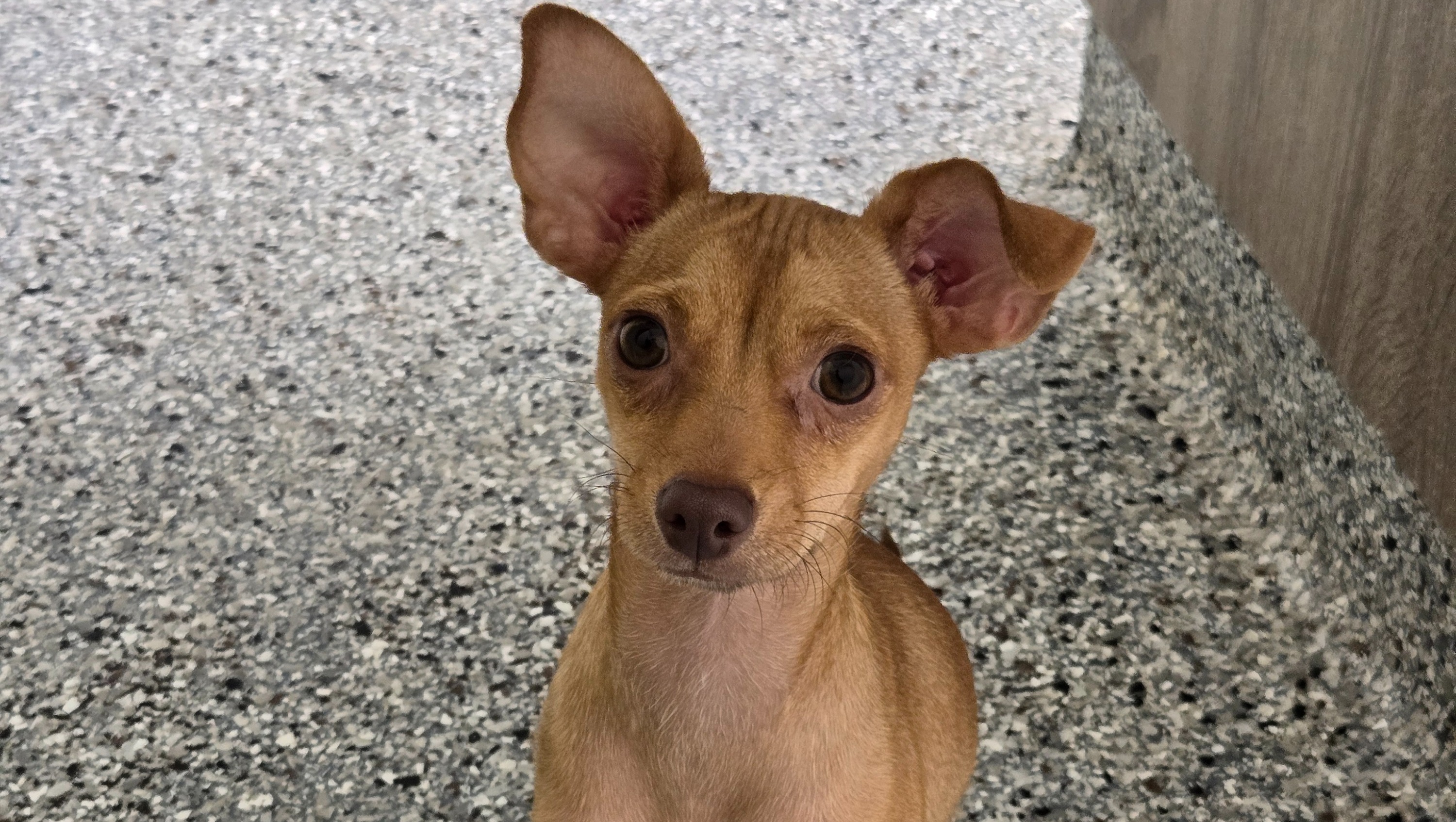 Fundraiser by Alisha Morrison : Help Hammie get the surgery he needs!