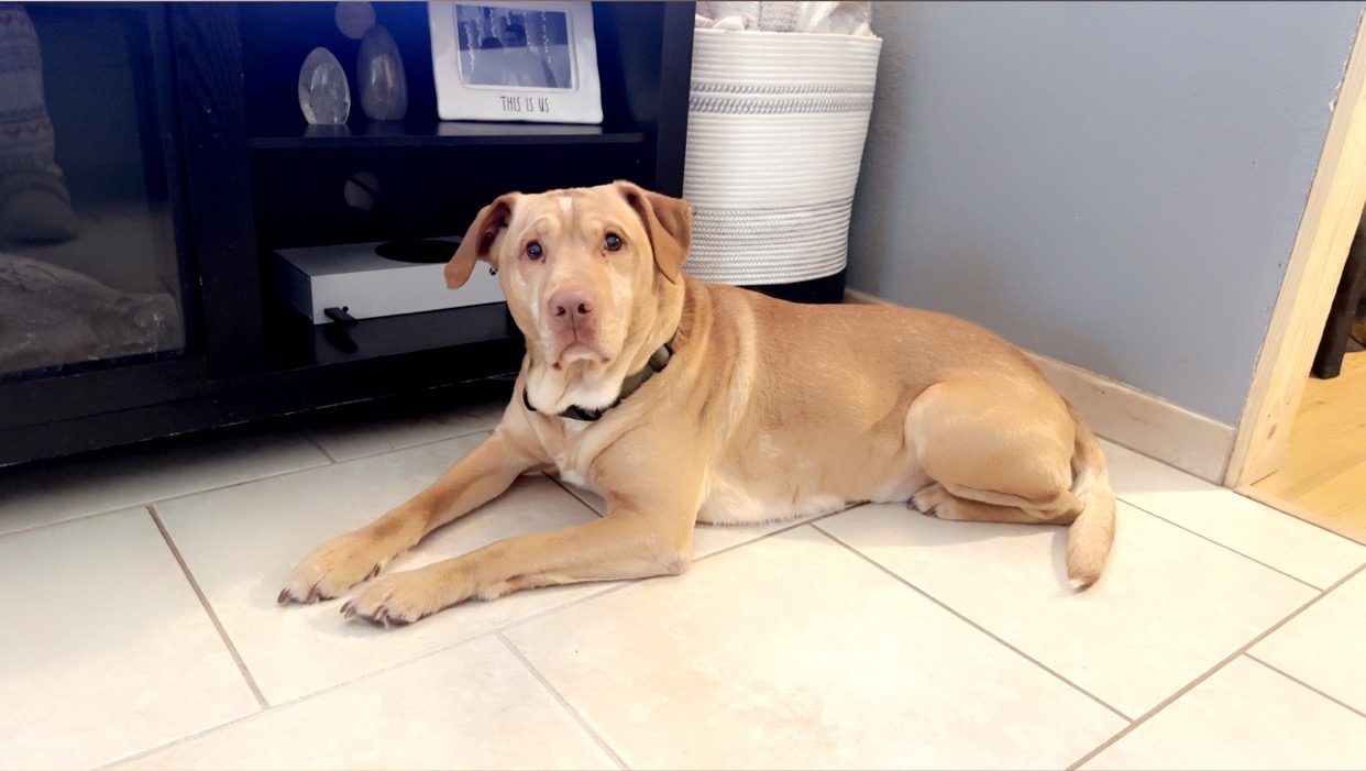 Fundraiser by Hannah Mitts : Winnie Needs Your Prayers and Support