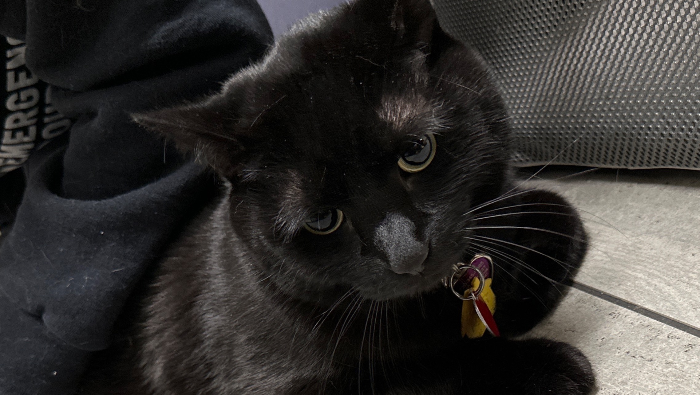 Fundraiser by Emily Barrette : Help Rasputin’s Heart