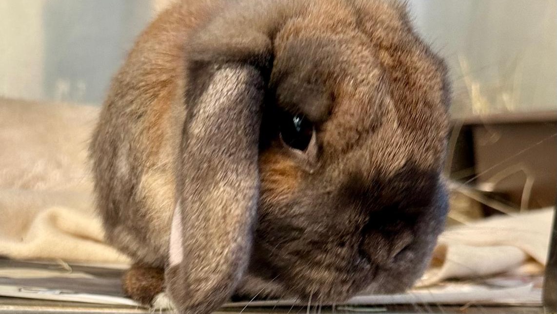 Fundraiser by Ashen Oleander : Emergency Christmas Appeal For Our Partridge