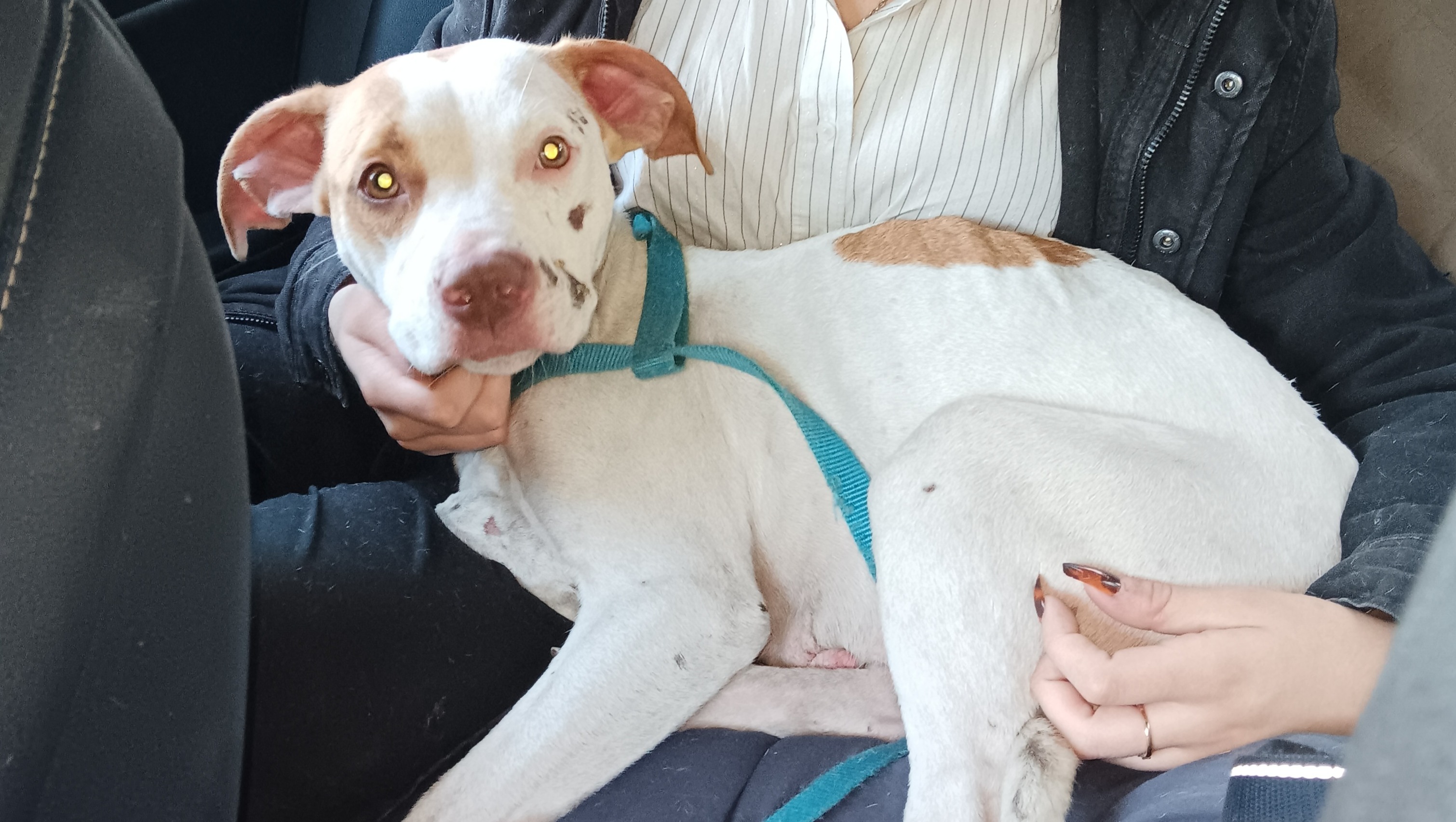 Fundraiser by Christine Moscinski : Rescue Female Baby Breeder Pit Bull ...