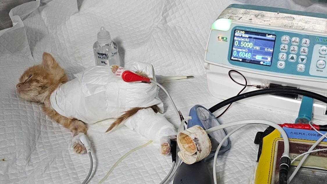 Fundraiser by Jo Fung : [한국] Help a Brave Stray Kitten Battle Feline ...