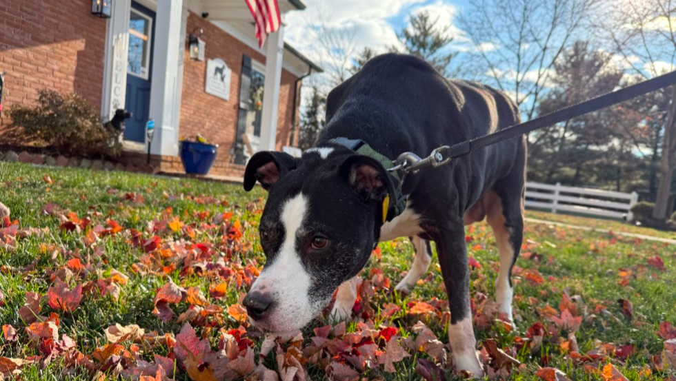 Fundraiser for Ethan Alsop by Michael Kelly : Help Hutch Get Life ...