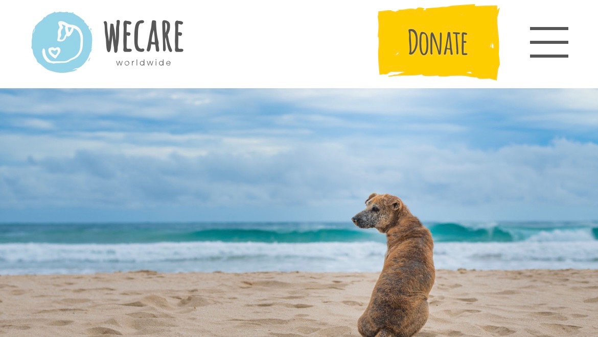 Fundraiser by Hayley Islam : WeCare Sri Lanka street dogs