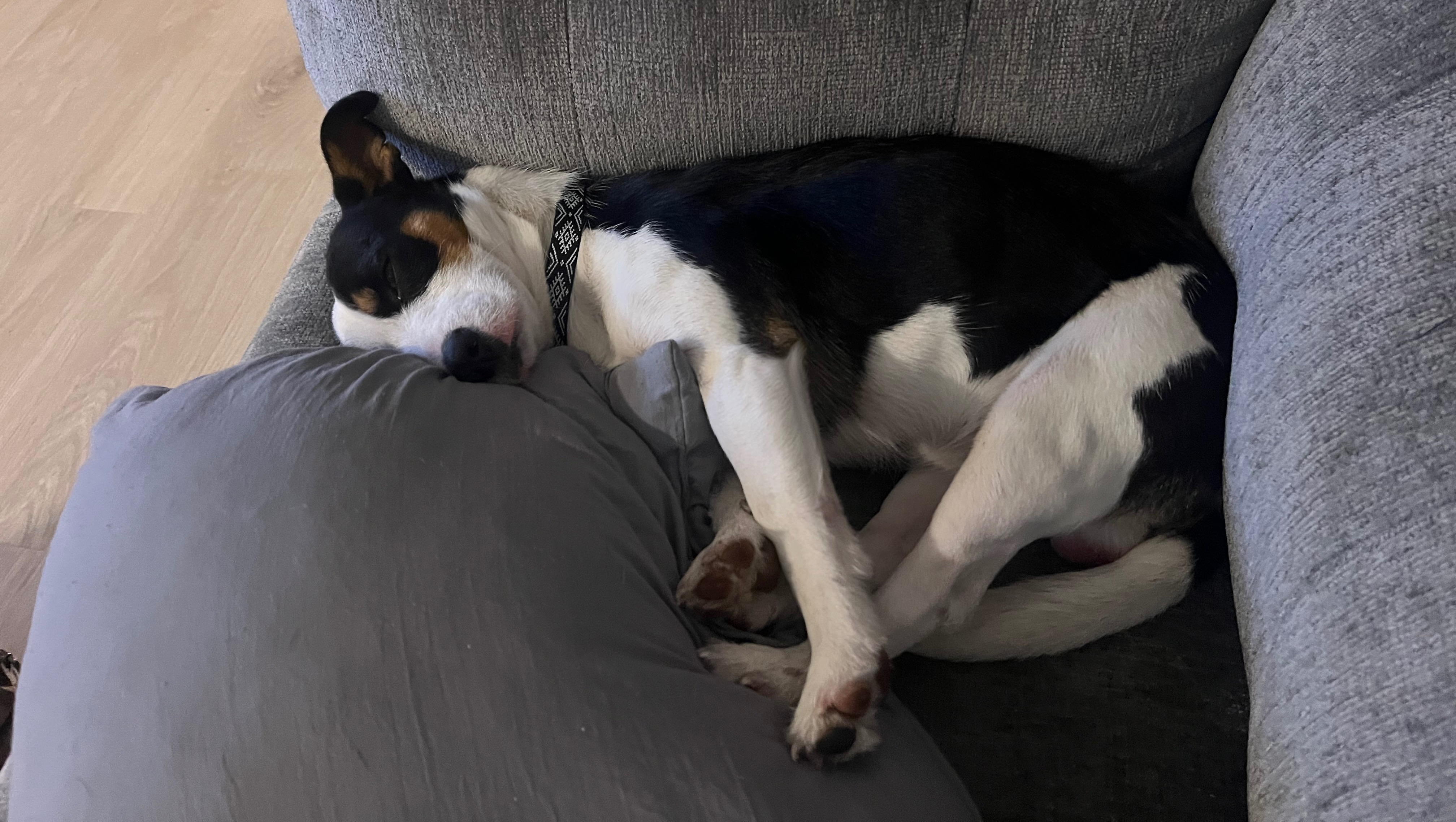 Fundraiser by Tristan Sherman : Support Turkey's Journey to Health and ...