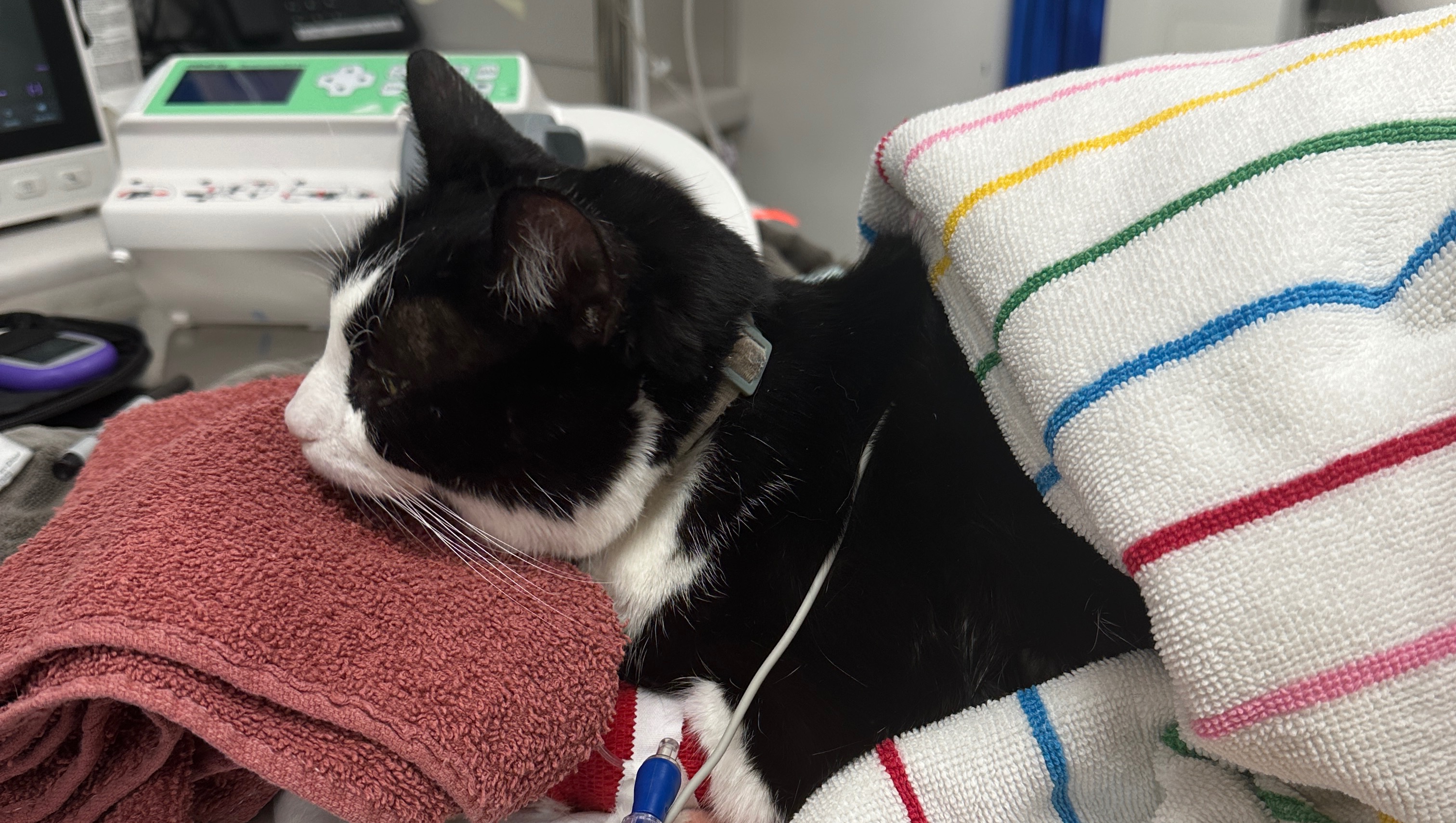 Fundraiser for Michael Spiess by Elisa Kurylowicz : Help Save Jimmy