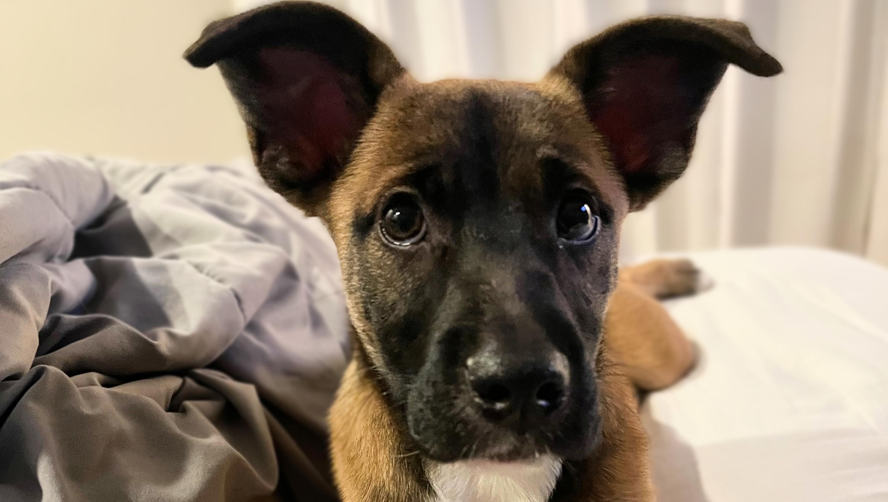 Fundraiser by Lisa Gregg : Support Laine’s Journey with His Service Dog ...