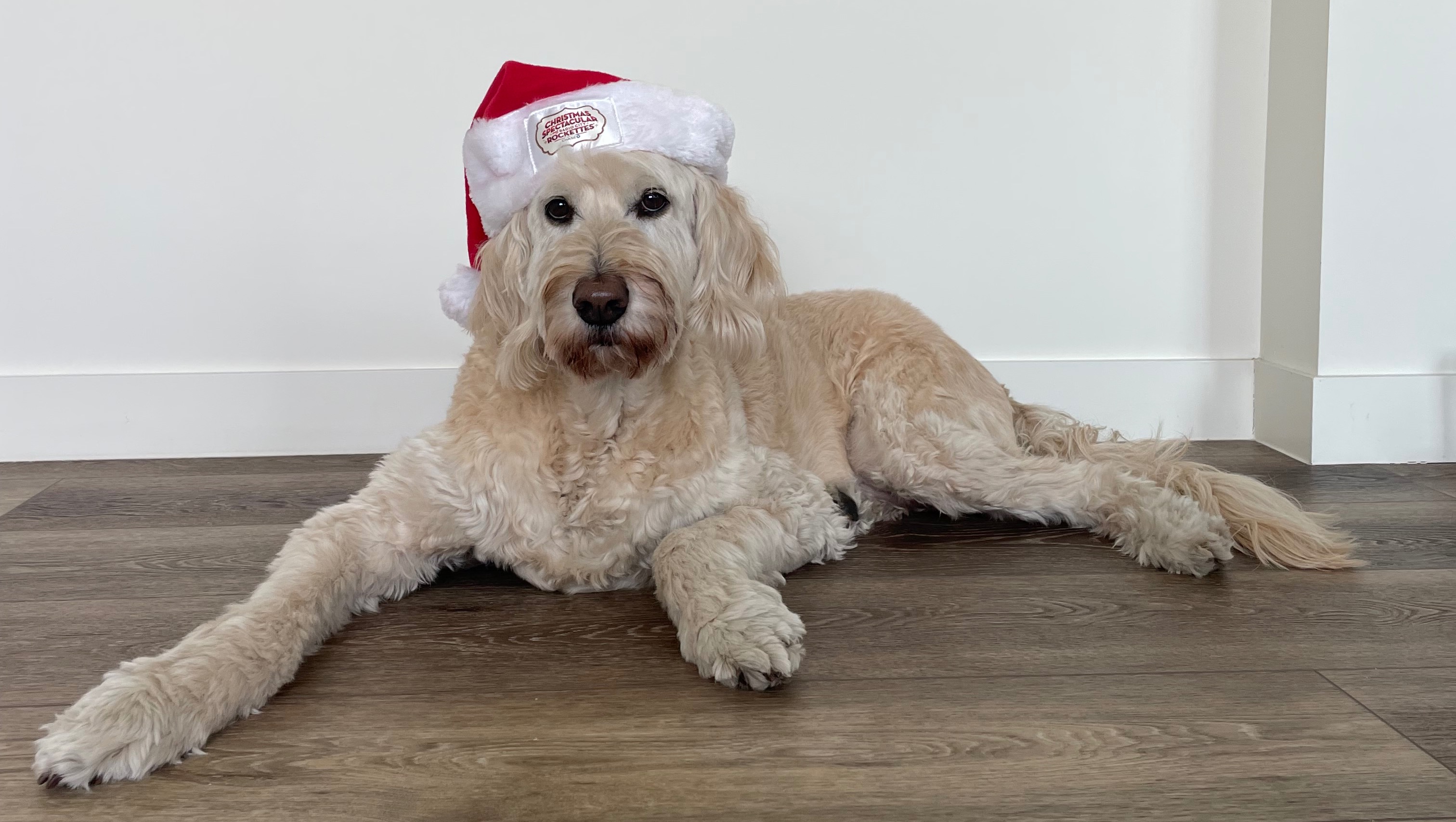 Fundraiser by Morganne wray : Support Dutch's Surgery and Recovery