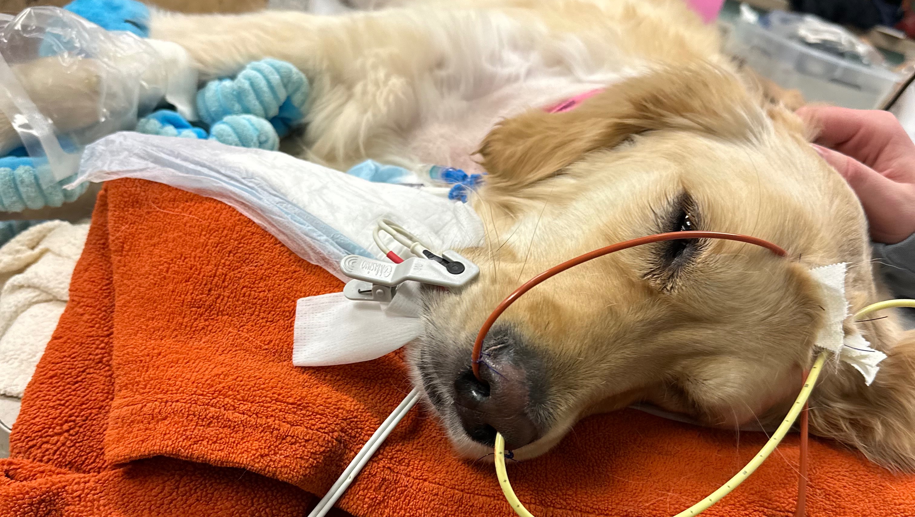 Fundraiser for Kathryn Ward by Will Meyer : Nala Needs Life-Saving Care ...