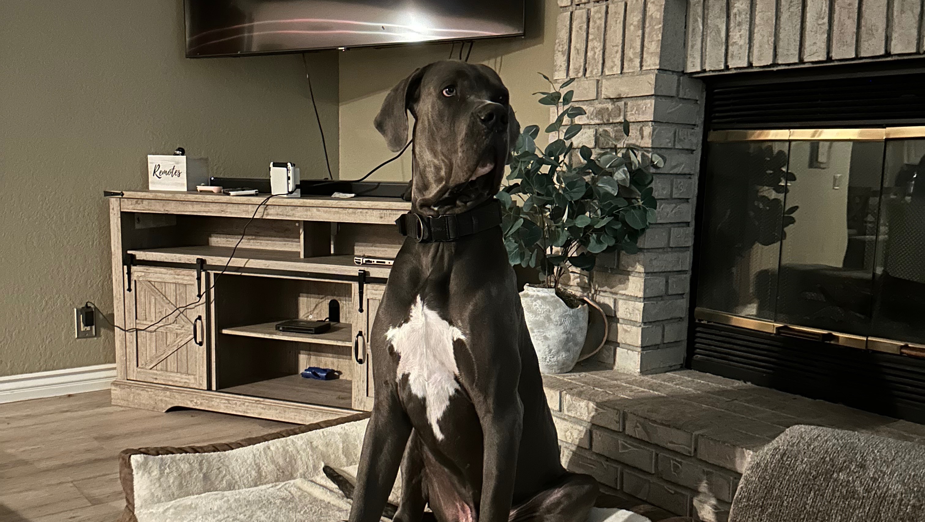 Fundraiser by Heather Diaz : Save Apollo: Gentle Giant Needs Your Help