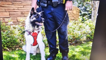 Fundraiser by Kevin Lyster : Please protect our protector K9 Denali ...