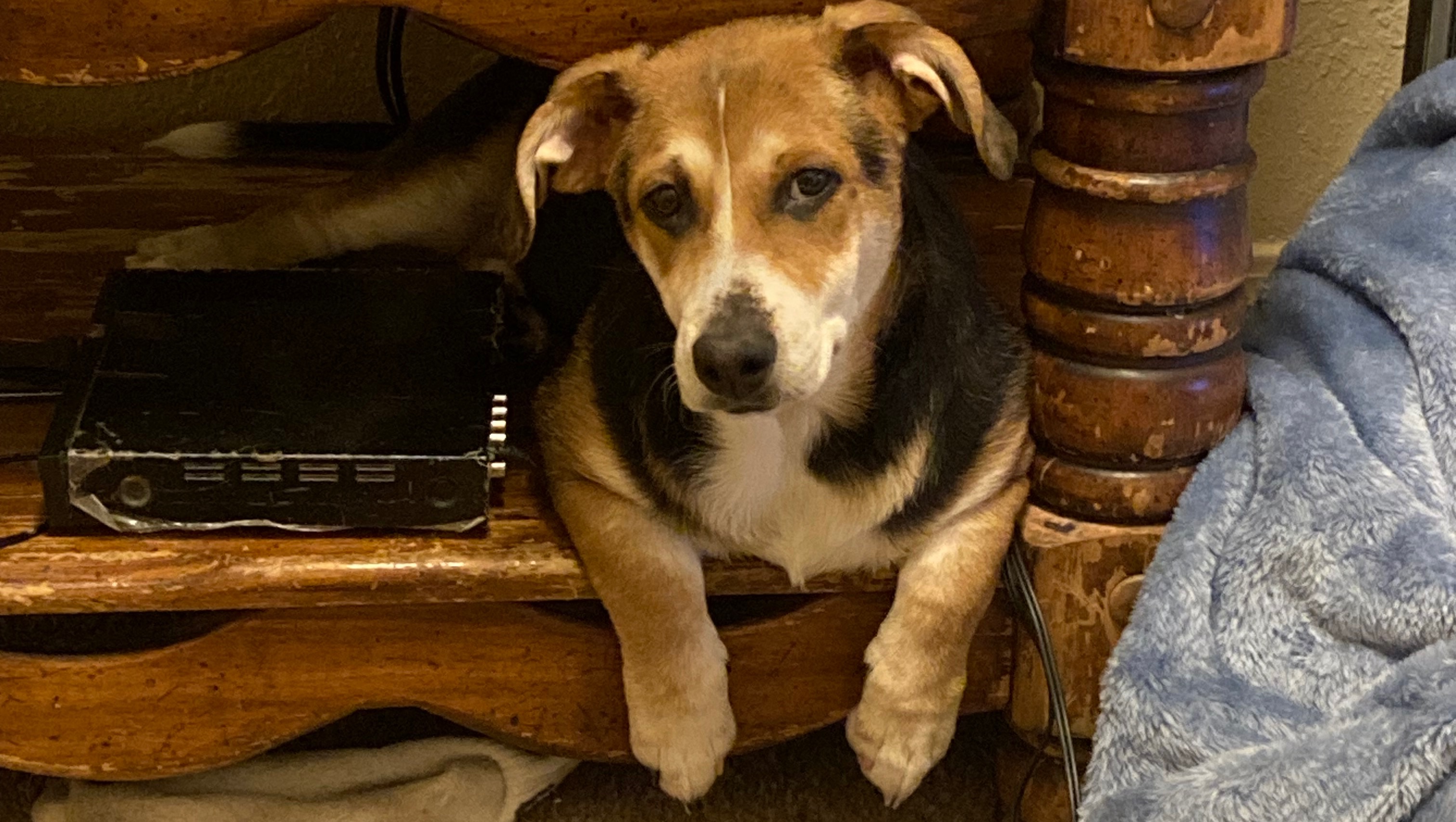 Fundraiser by Fernando Diaz : Save Ellie: Urgent Medical Help Needed
