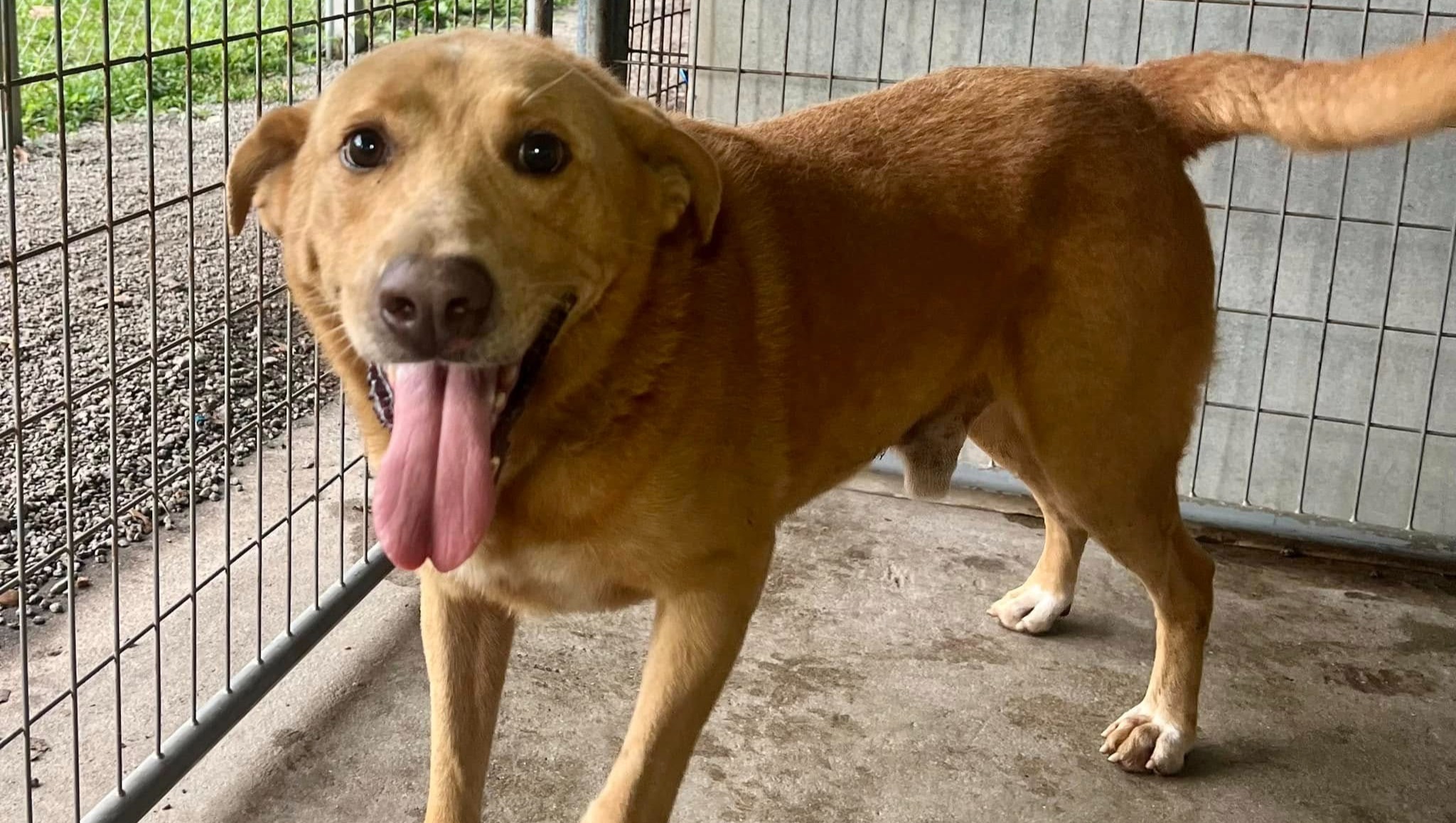 Fundraiser by Kristie Lengel : Help Keep JARM Dogs Warm This Winter!