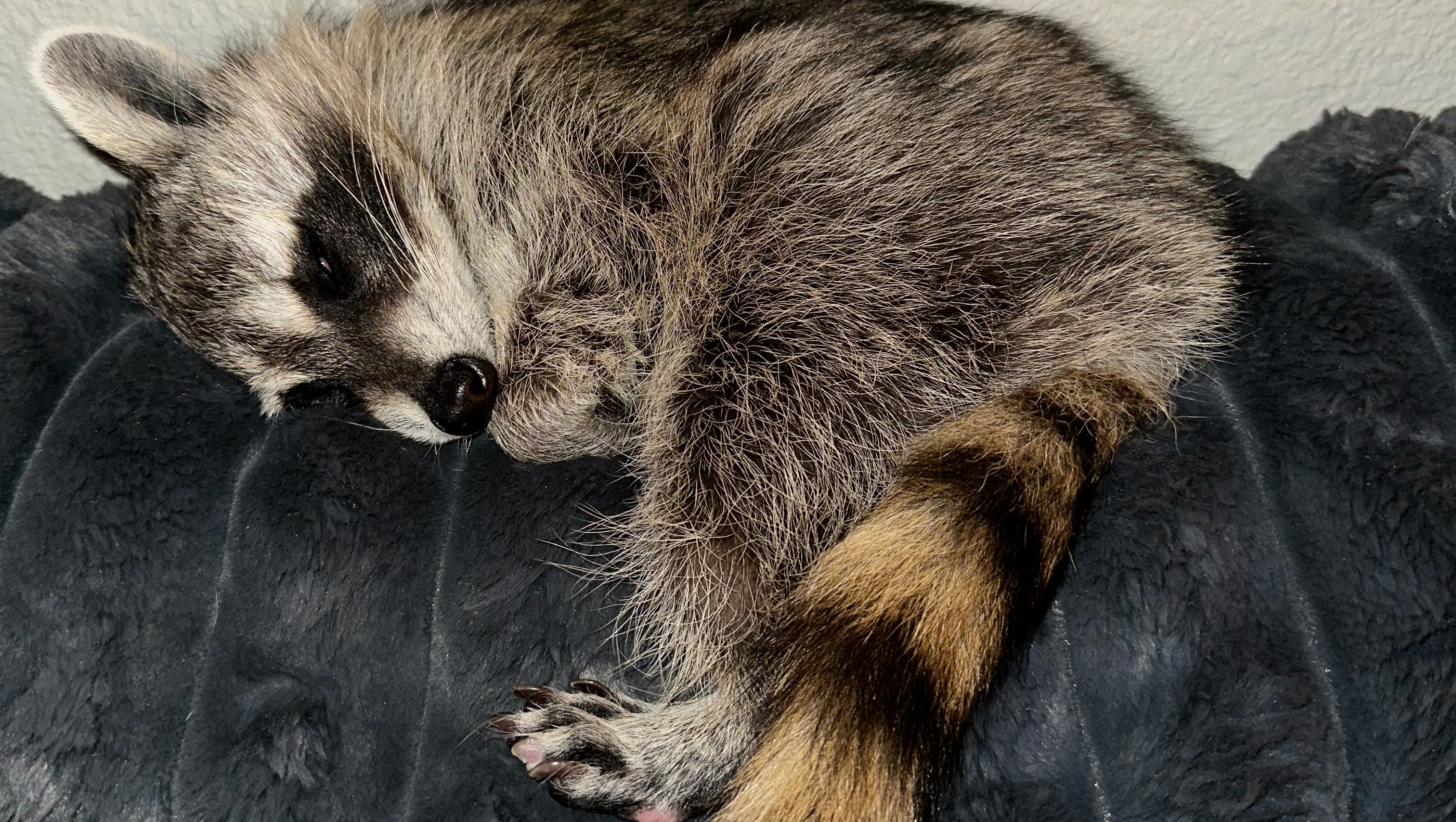 Fundraiser by Nevaeh Watson : Support Little Man's Recovery