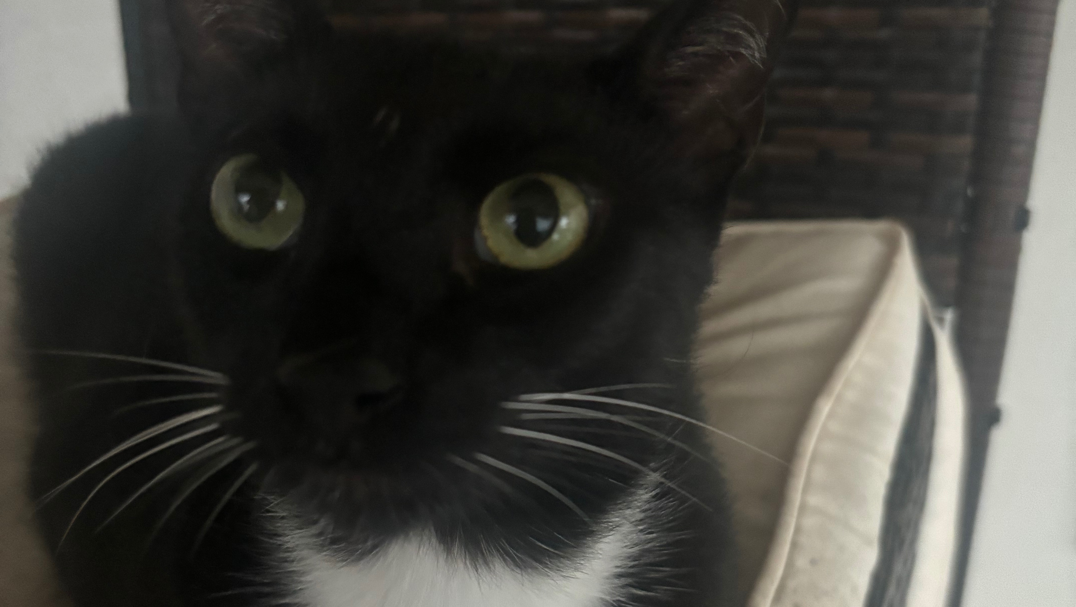 Fundraiser by alex gerke : Support Alakai's Recovery After Severe Injuries