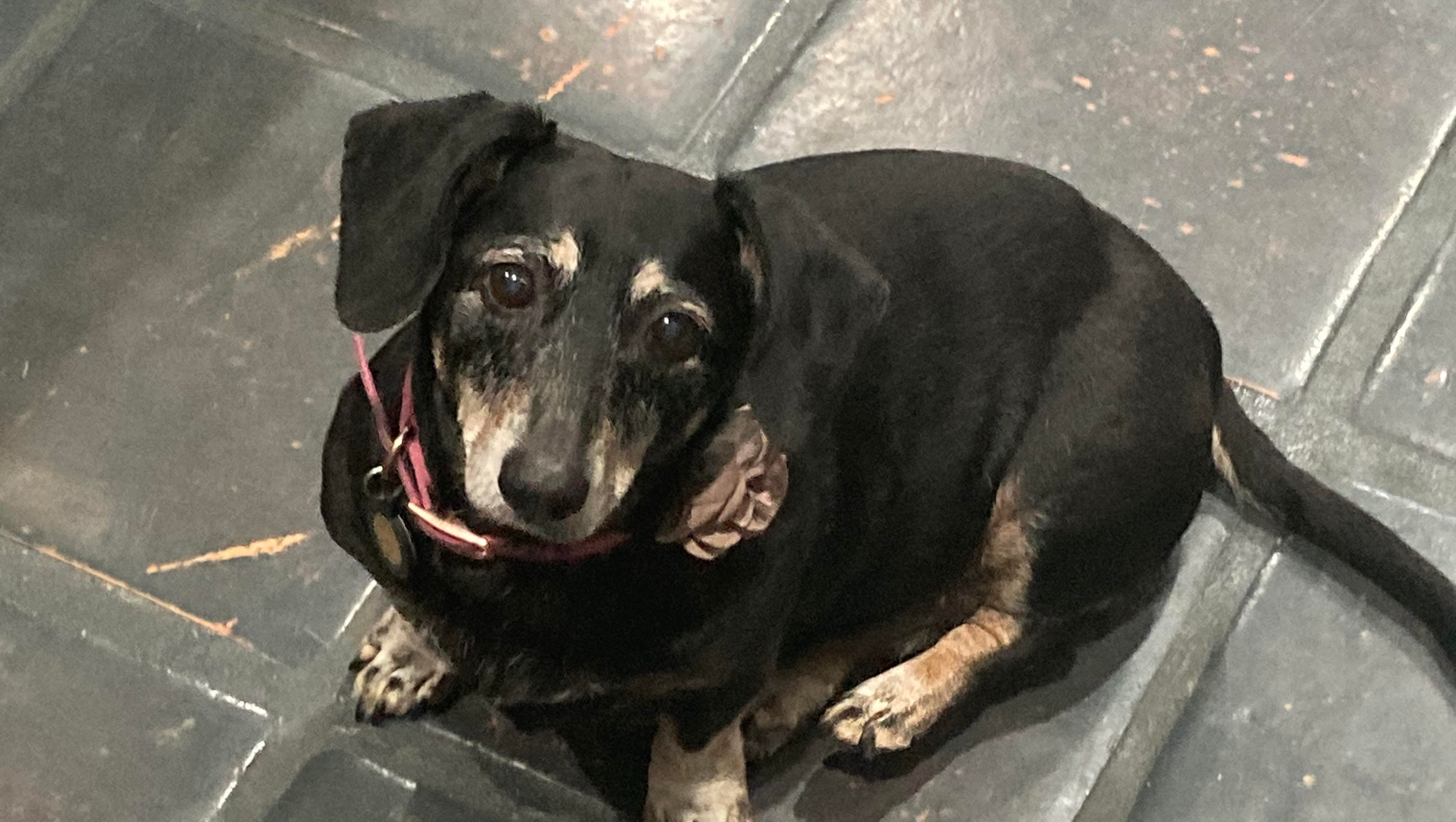 Fundraiser by AUDRA FULLER : Urgent Aid for Tyler and Beloved Dog Penny