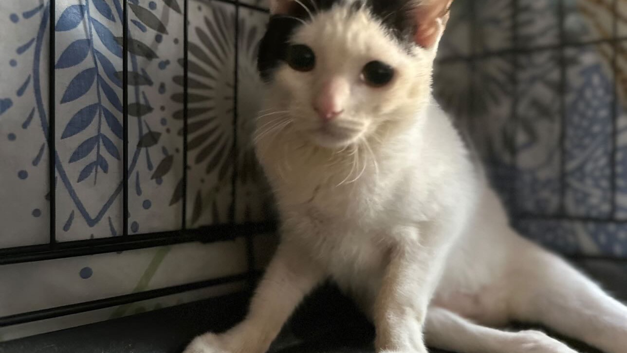 Fundraiser by Elisabeta Luca : Help kitty Kris to move to Germany ...