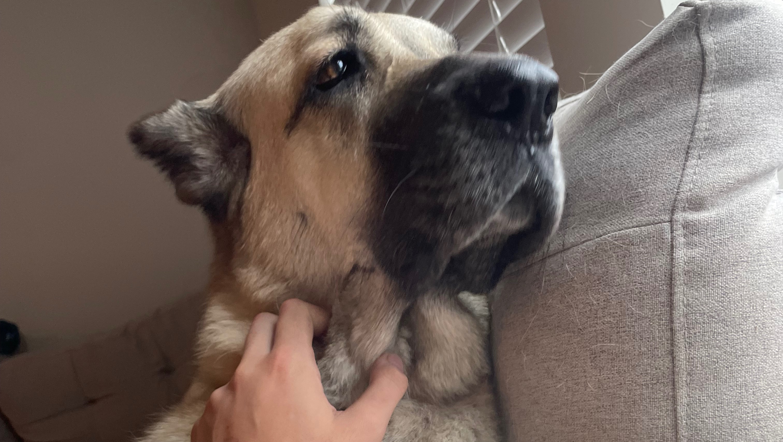 Fundraiser by Millie Torres : Help Save Millie: Liver Cancer Treatment