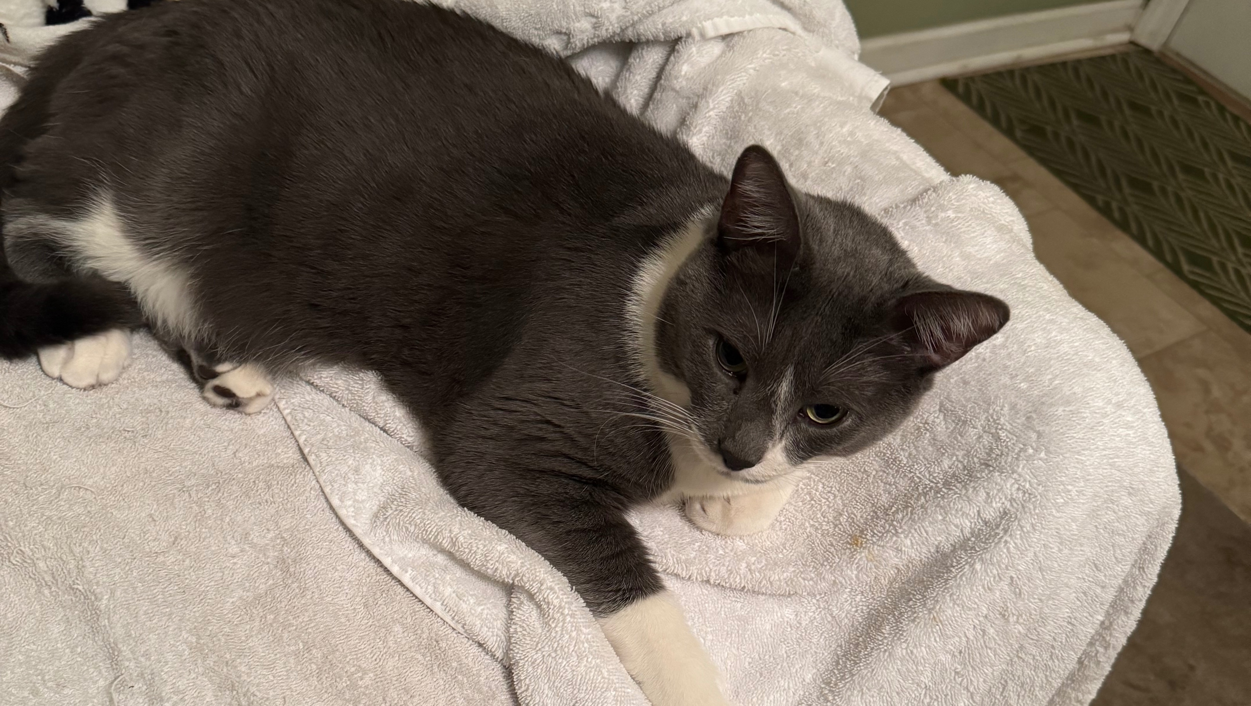 Fundraiser by Erica Walker : Blaze Needs Us: Sudden Health Crisis