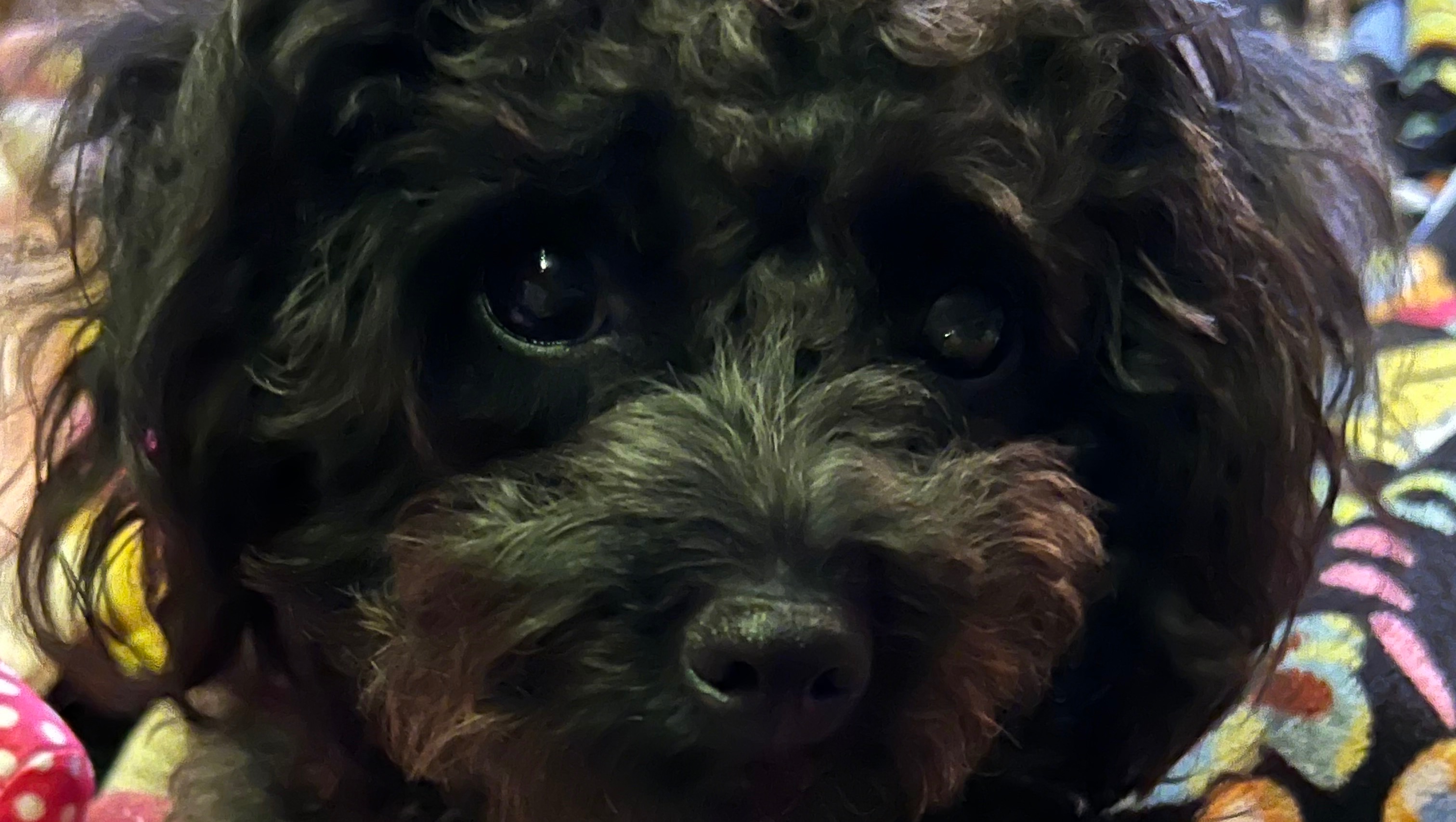 Fundraiser for Liz Olmos by Florecita Olmos : Give Leela the Gift of ...