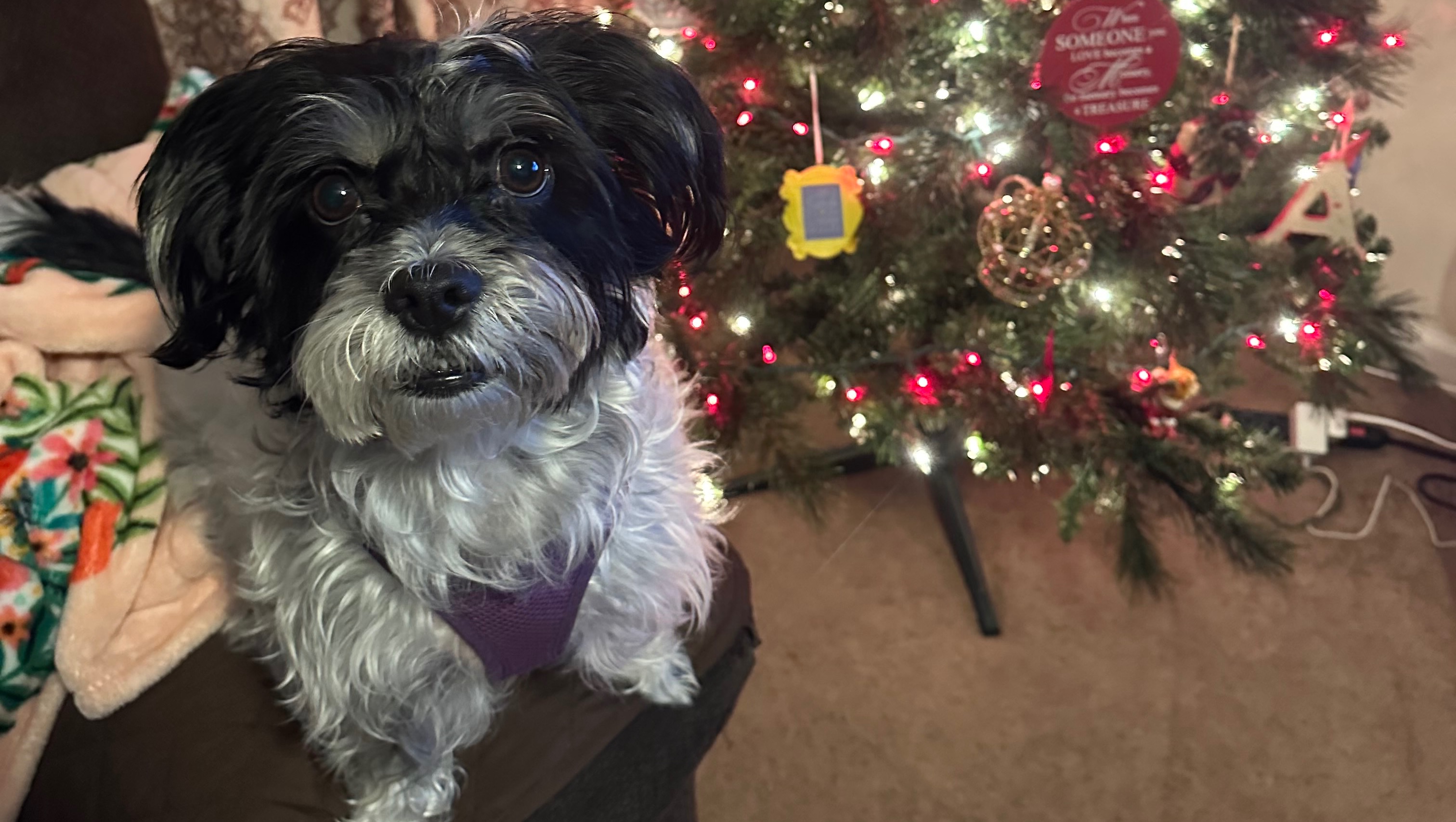 Fundraiser by Katherine Layton : Ashley and Ayla Need Your Help