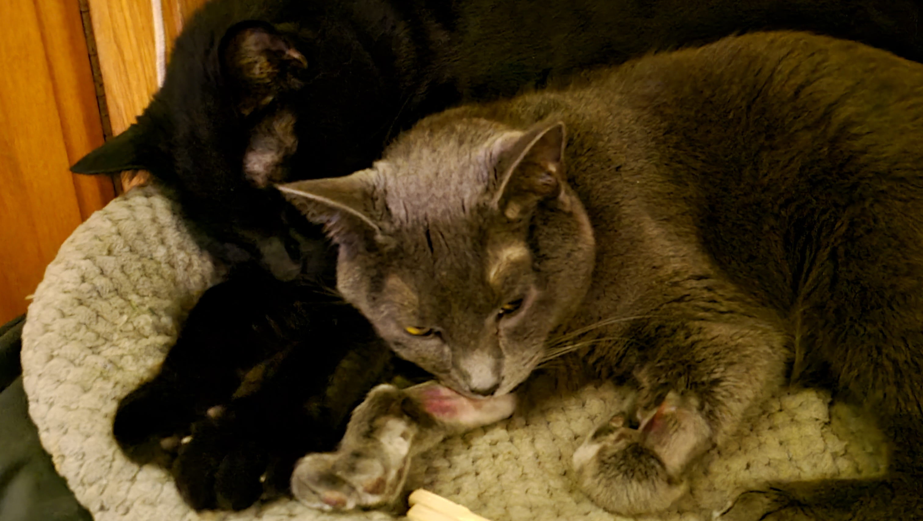 Fundraiser for James Cameron by James Cameron : Support James's Father and His Cat Smoky