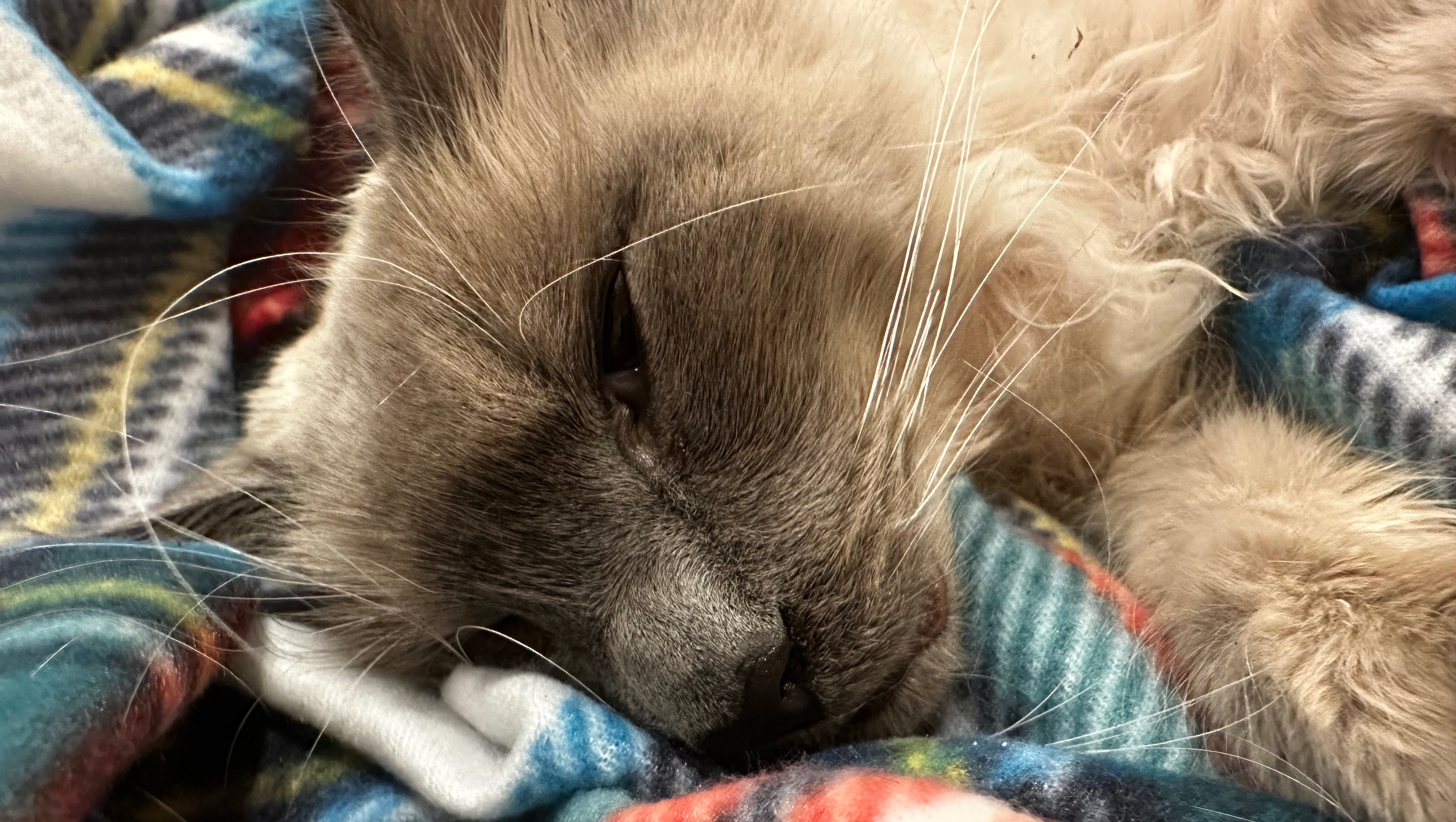 Fundraiser for Randi Kerr by Melissa Dawson : Urgent Aid for Ollie ...