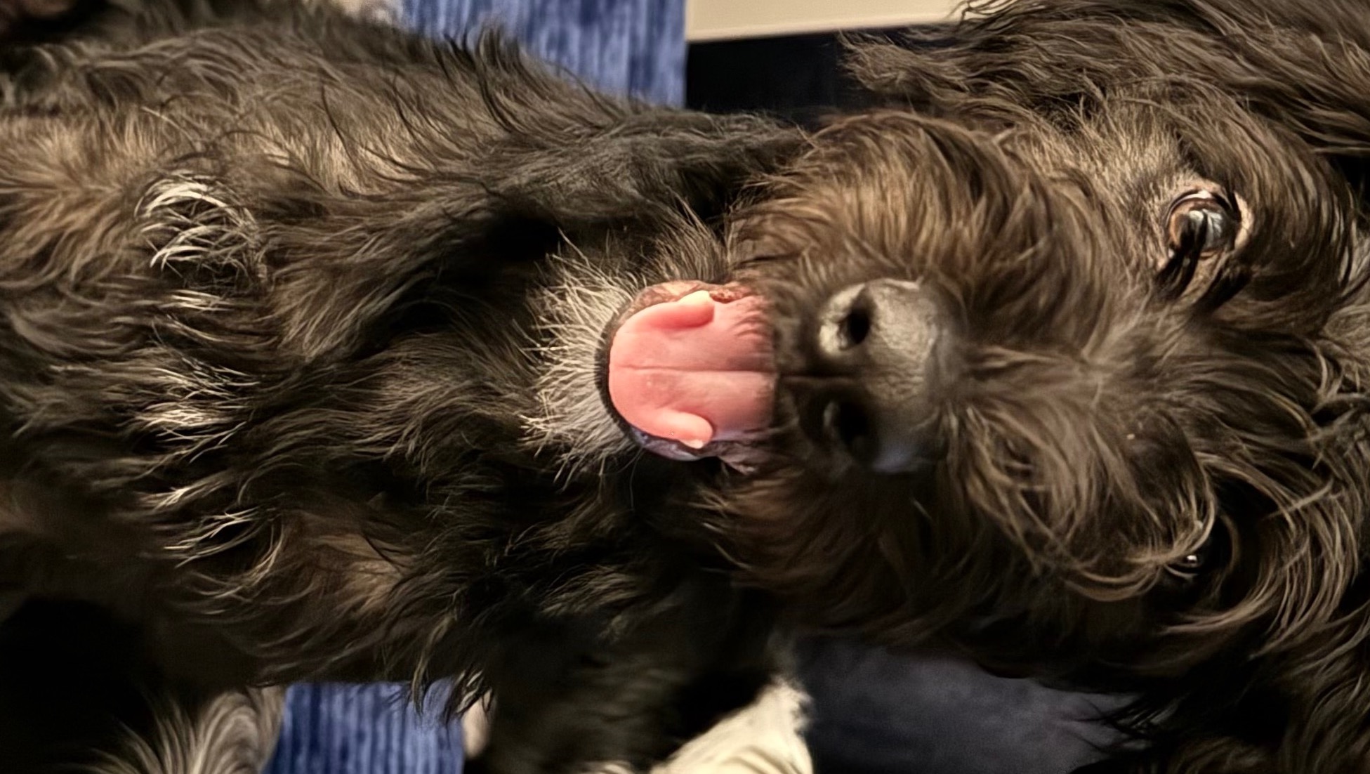 Fundraiser for Brittney Nichole Lyons by Keyla S. Guerrero : Kiko Needs ...