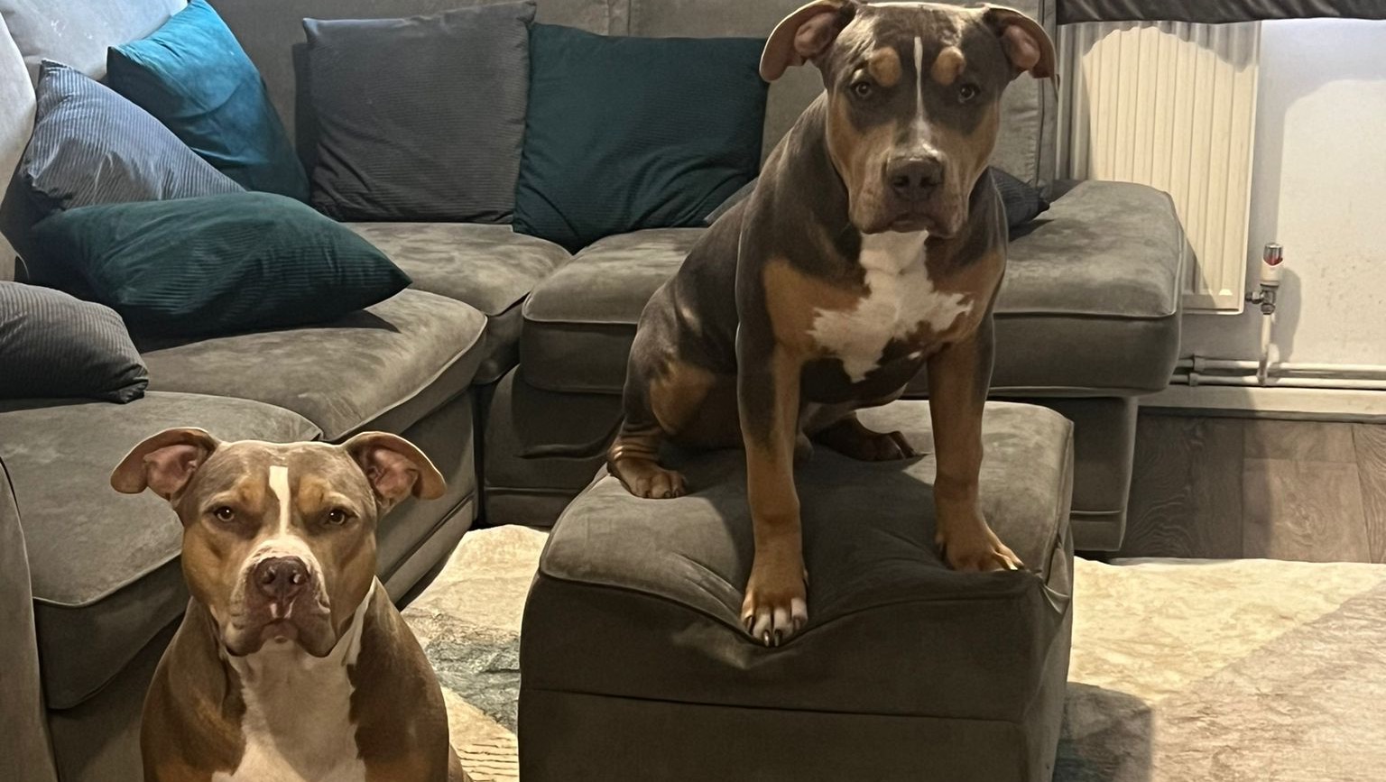 Fundraiser by dominic benjamin soave : Save Cali and Hugo