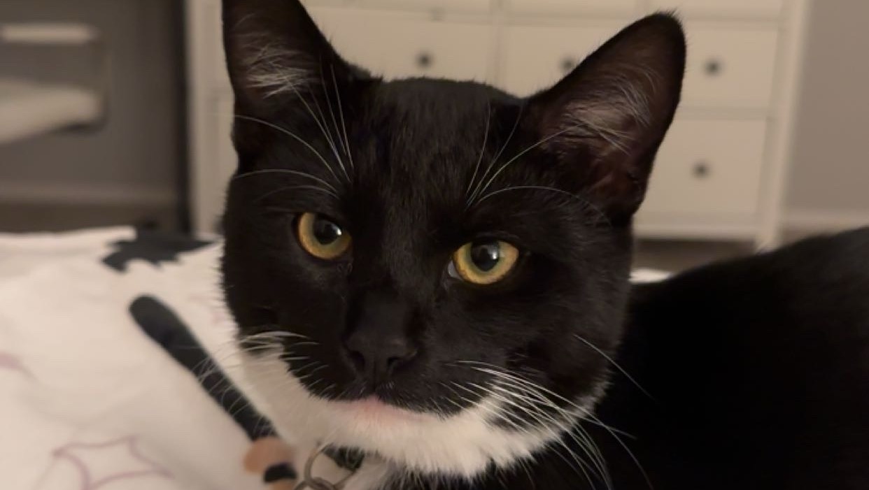 Fundraiser by Lainey Schafer : Save Wesley: A Student's Beloved Cat in ...