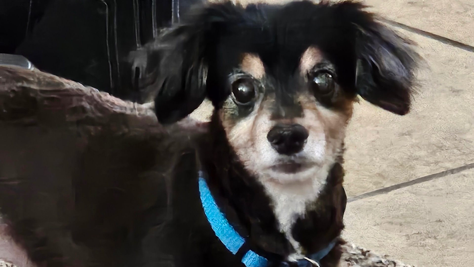 Fundraiser by Lilly Hartz : Titus Needs Immediate Medical Help