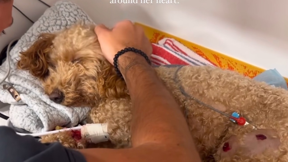 Fundraiser by Jordan Toohey : Luna's Life-Saving Surgeries Needed