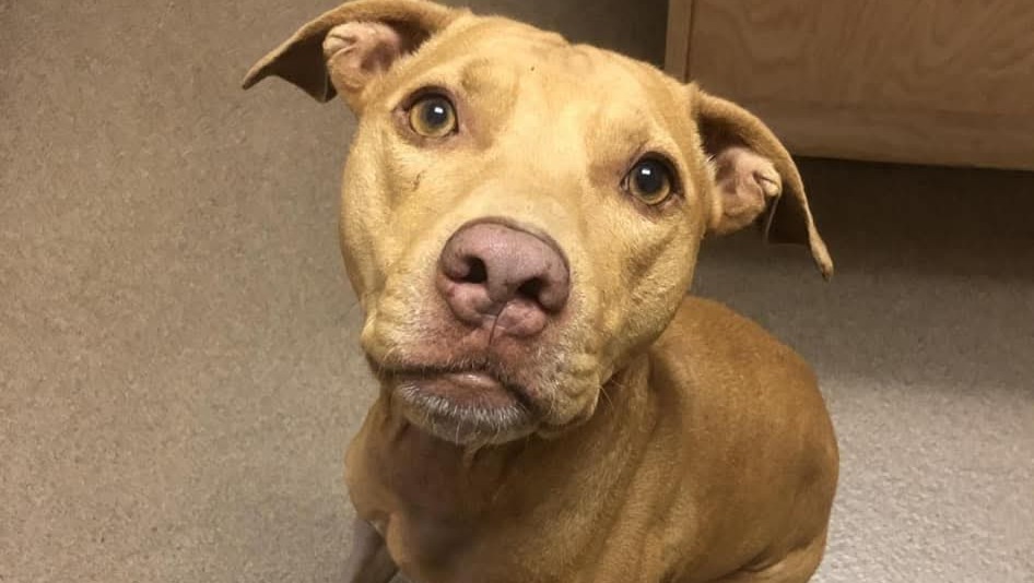 Fundraiser for Cindy Hunt by Deanna Dolan : Help Save a Beloved Dog and ...