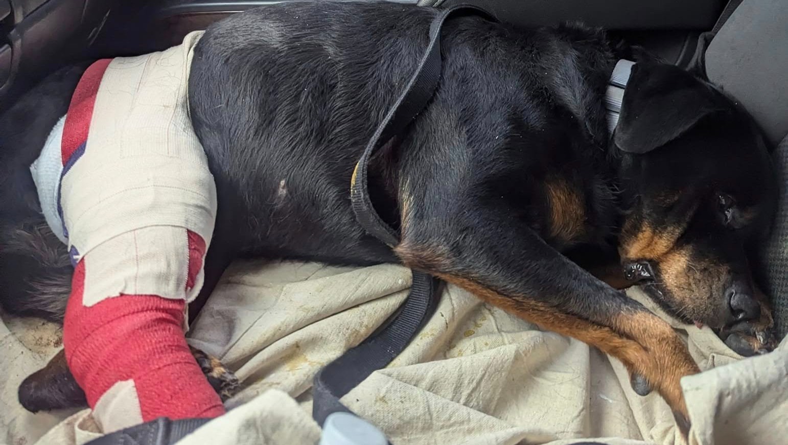 Fundraiser for Ranson Kelly by Robert McGregor : Ranson's Ruby Needs ...