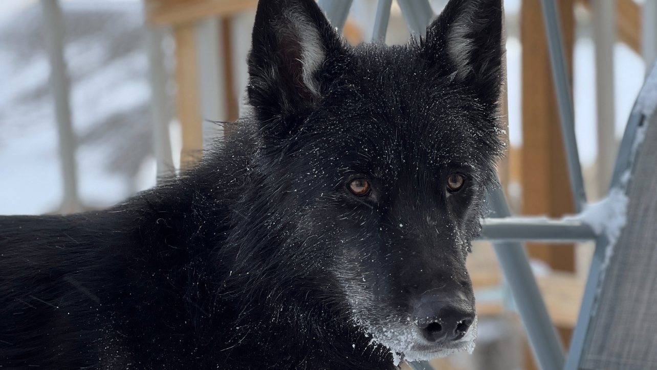 Fundraiser by Ashley Corliss : Support Kovu's Cancer Treatment