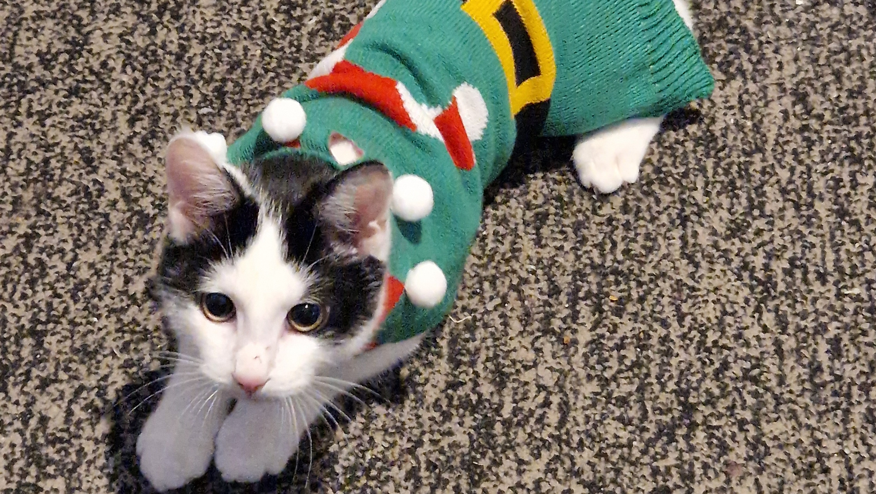 Fundraiser by Samantha Redhead : Kion home for Christmas