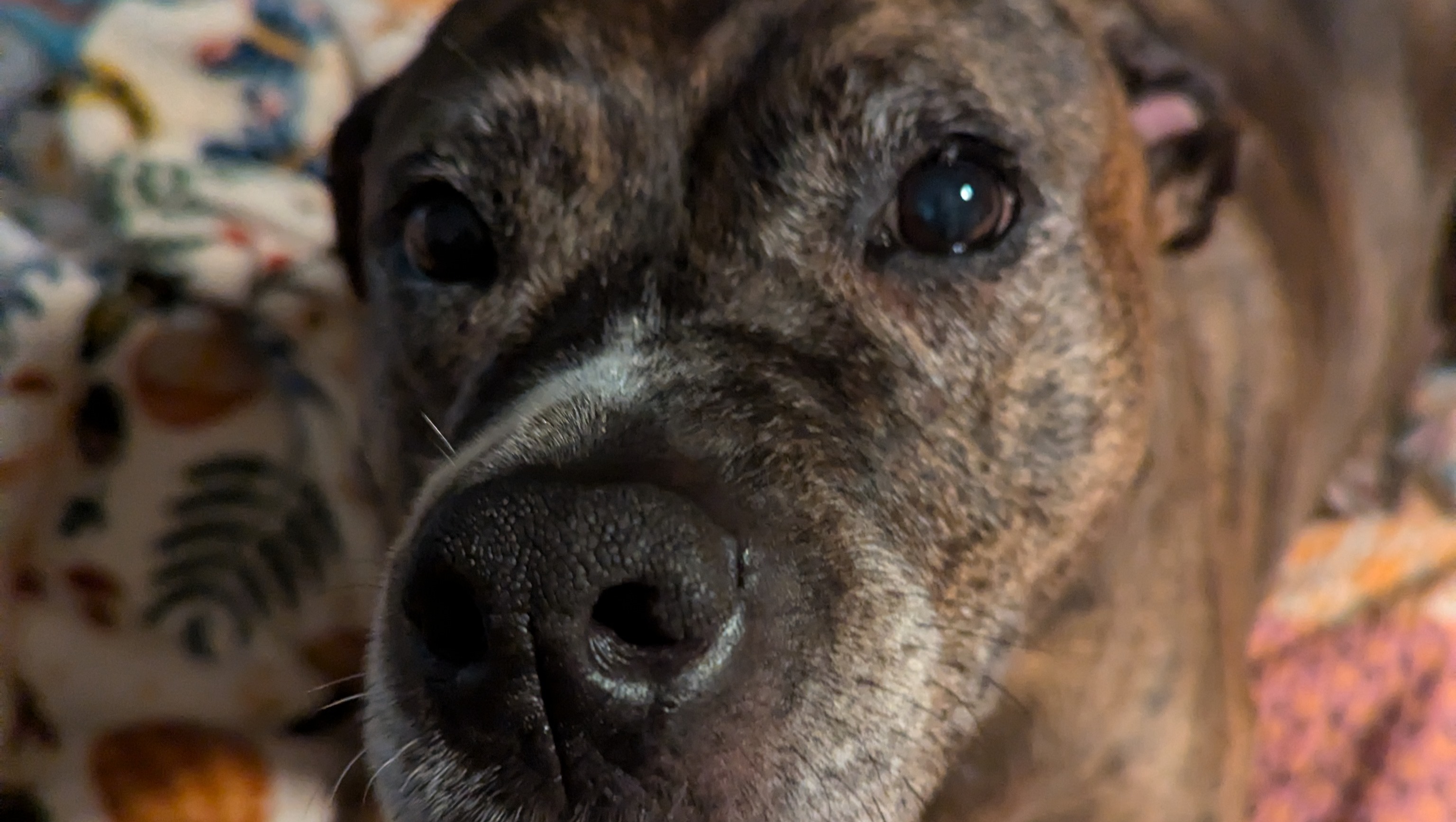 Fundraiser by Victoria Mayer : Delayna needs surgery