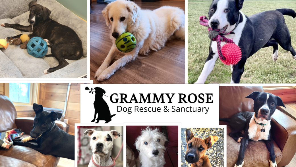 Fundraiser by Amanda Boileau : Help Save Dogs from Euthanasia with ...