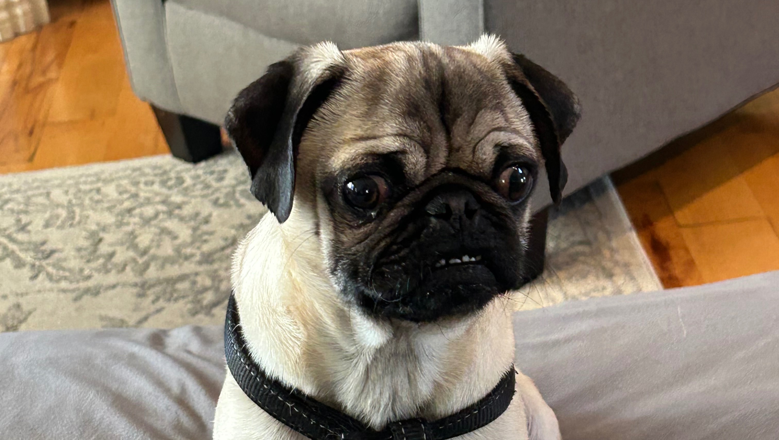 Fundraiser for Rick Diemert by Amanda Whitworth : Walker the Pug needs ...