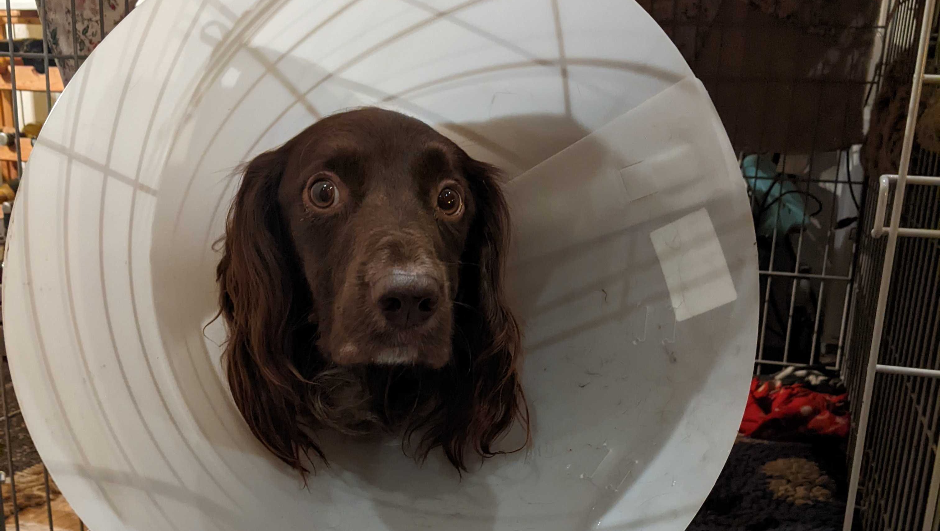 Fundraiser for Bel Magill by Carly Myton : Help Buddy, Our Beloved ...