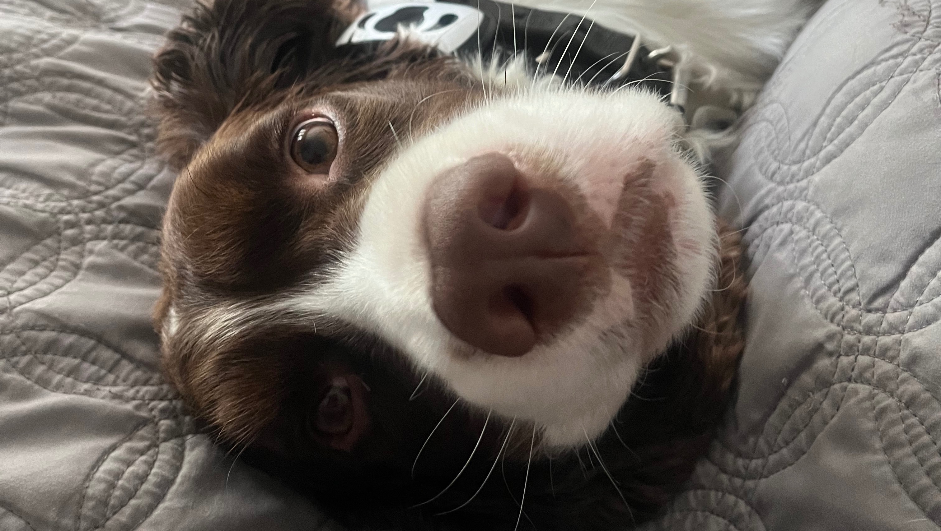 Fundraiser for Chris Loucks by Gabrielle Quinn : Help Chris and Kate ...