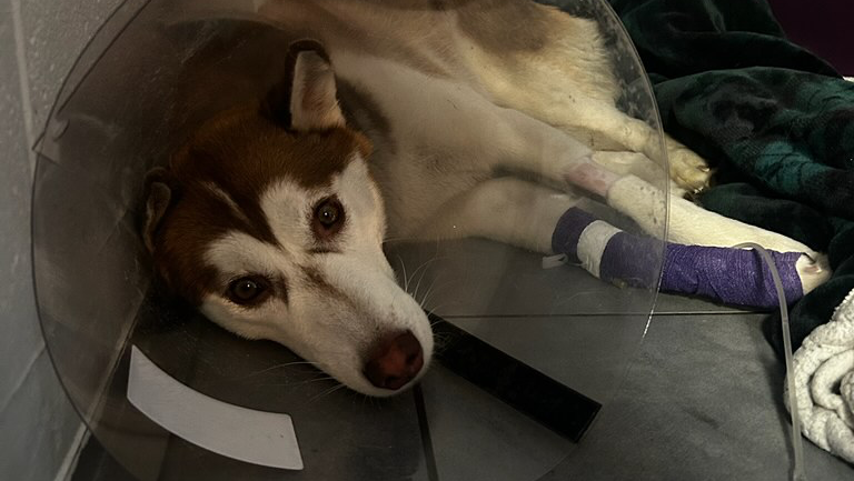 Fundraiser for Kirk Jacobson by Carla Zelinski : Help Sasha Recover ...