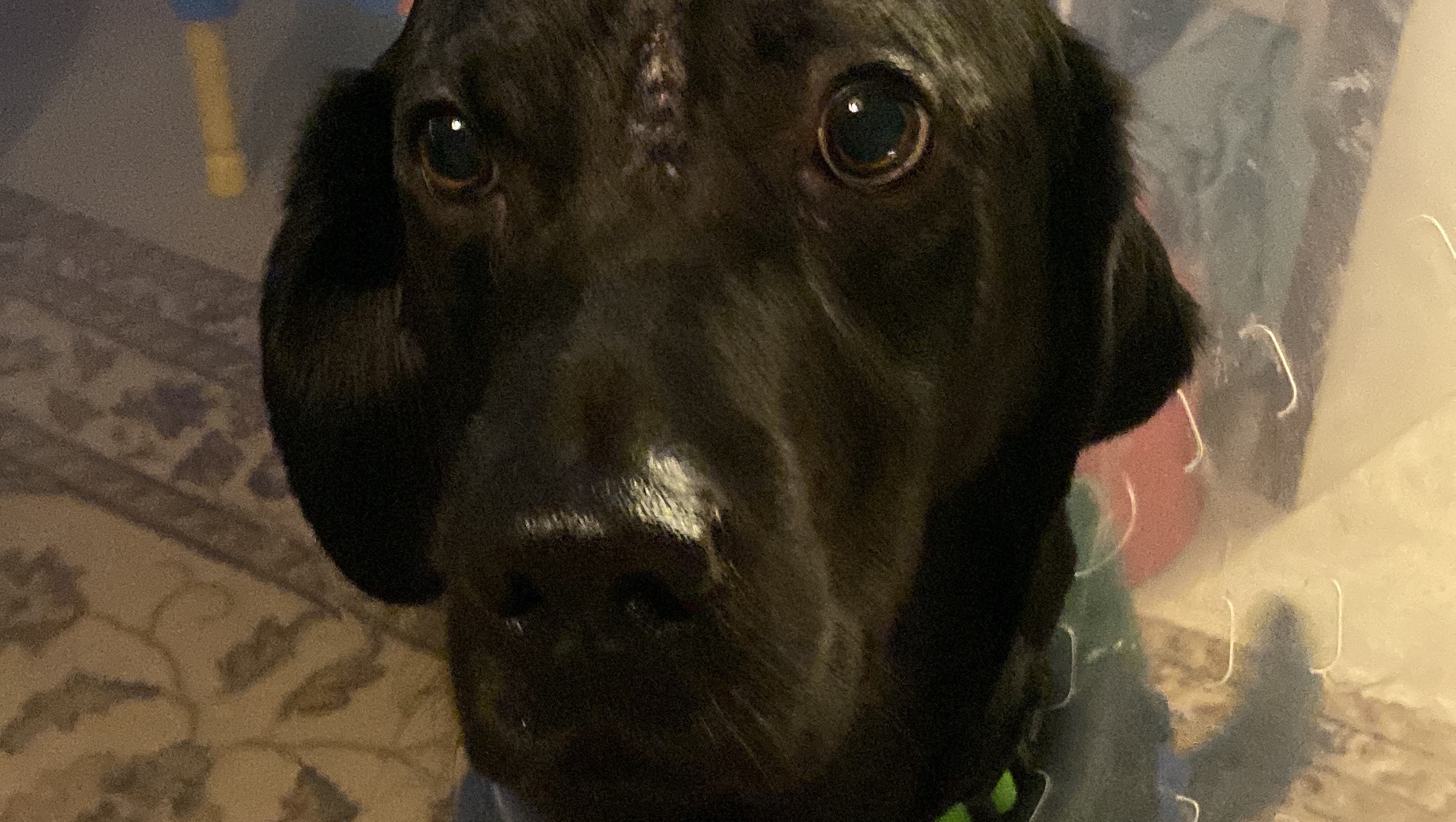 Fundraiser by Natalie Wink : Cancer Treatment for Erik, the young Labrador