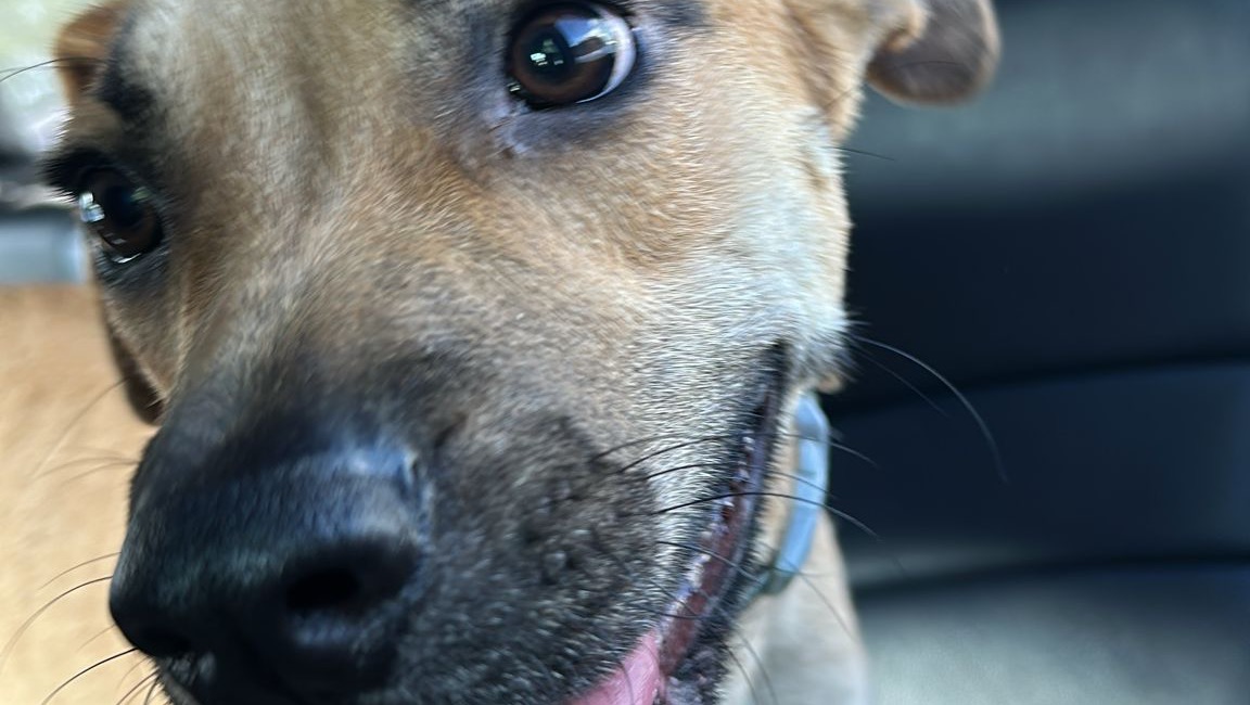 Fundraiser by Elis Fontela : Urgent Surgery for Dexter's Leg Infection