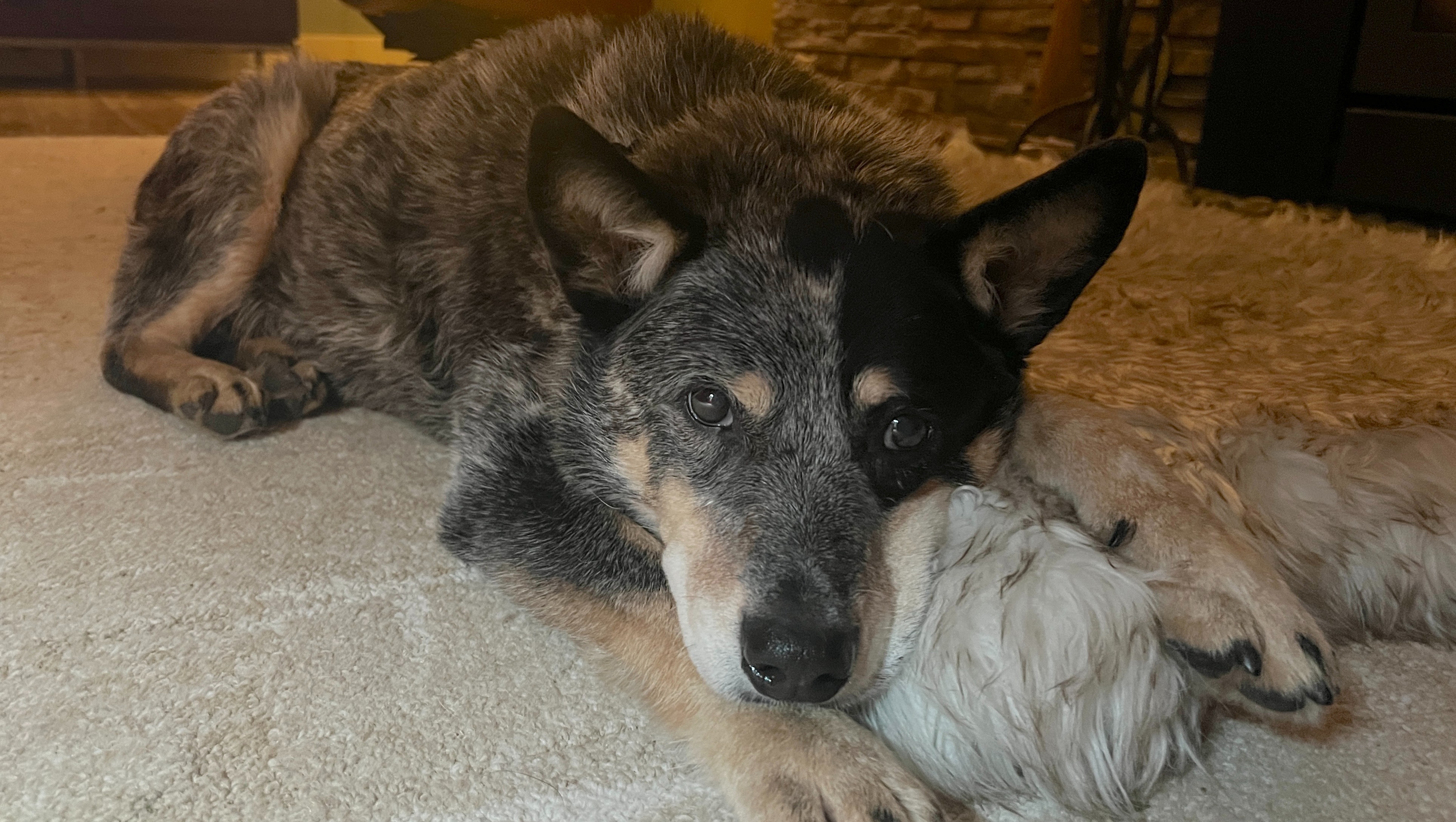 Fundraiser by Marianne Ahern : Cowboy Needs You: Medical Bill Relief