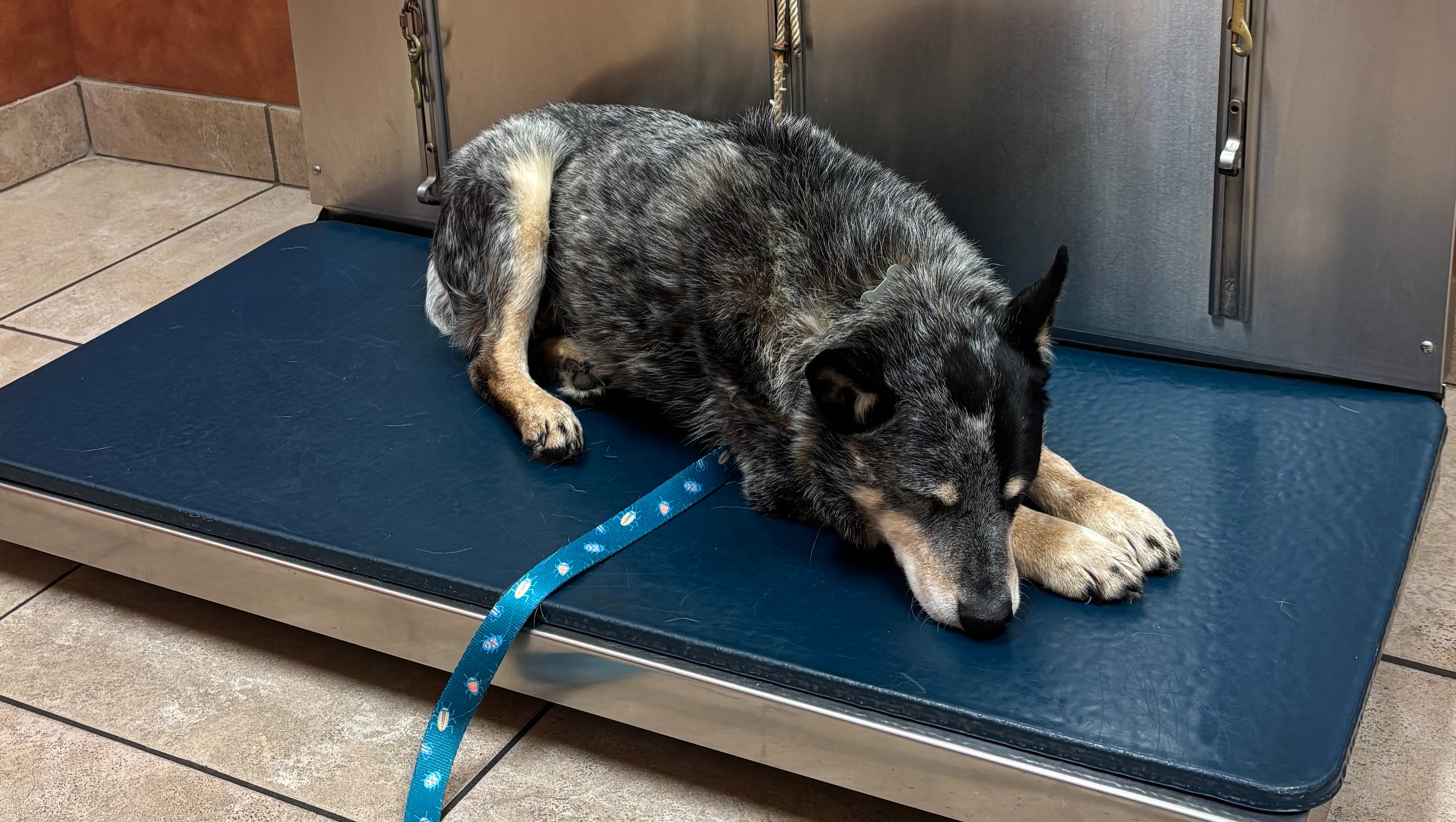 Fundraiser by Marianne Ahern : Cowboy Needs You: Medical Bill Relief