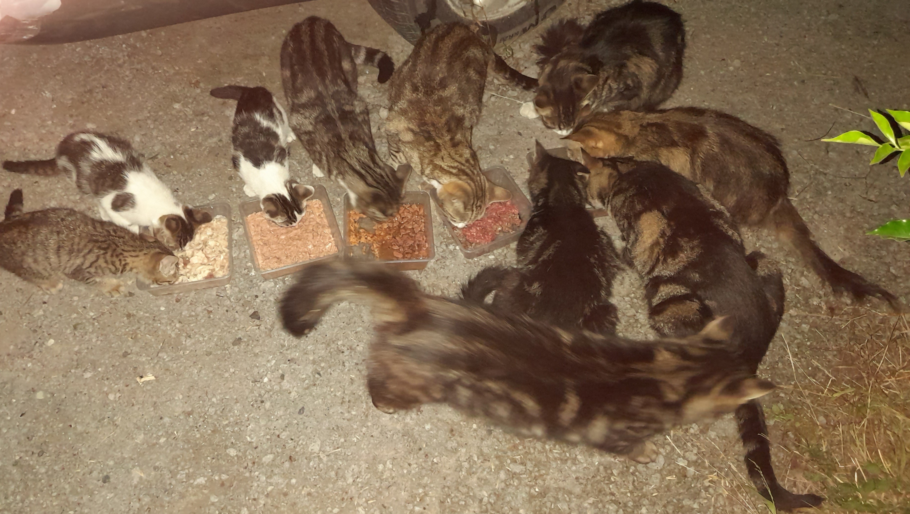 Fundraiser by Sharon Healey : Support Lucky Cat Rescue