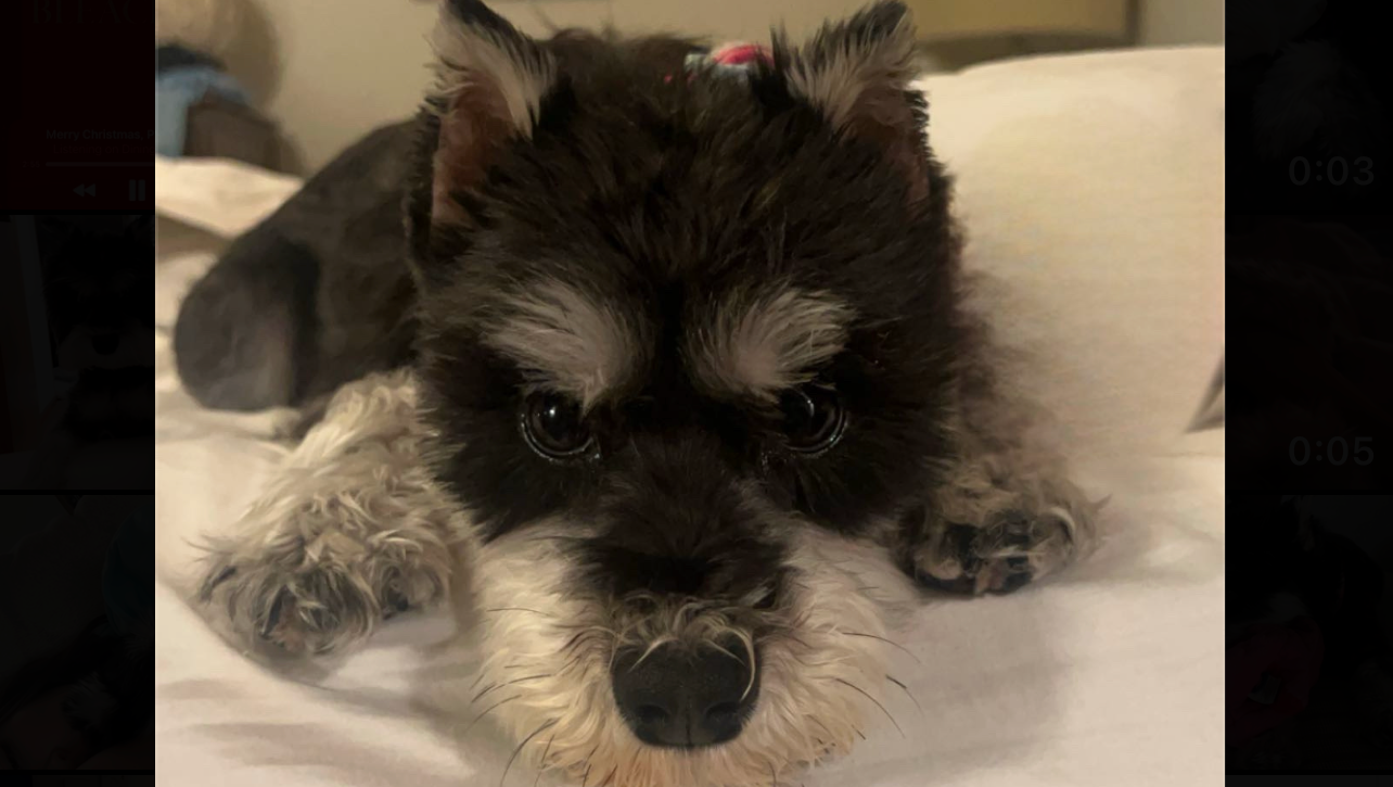 Fundraiser by Jenna Henry : Support Winnie’s Recovery